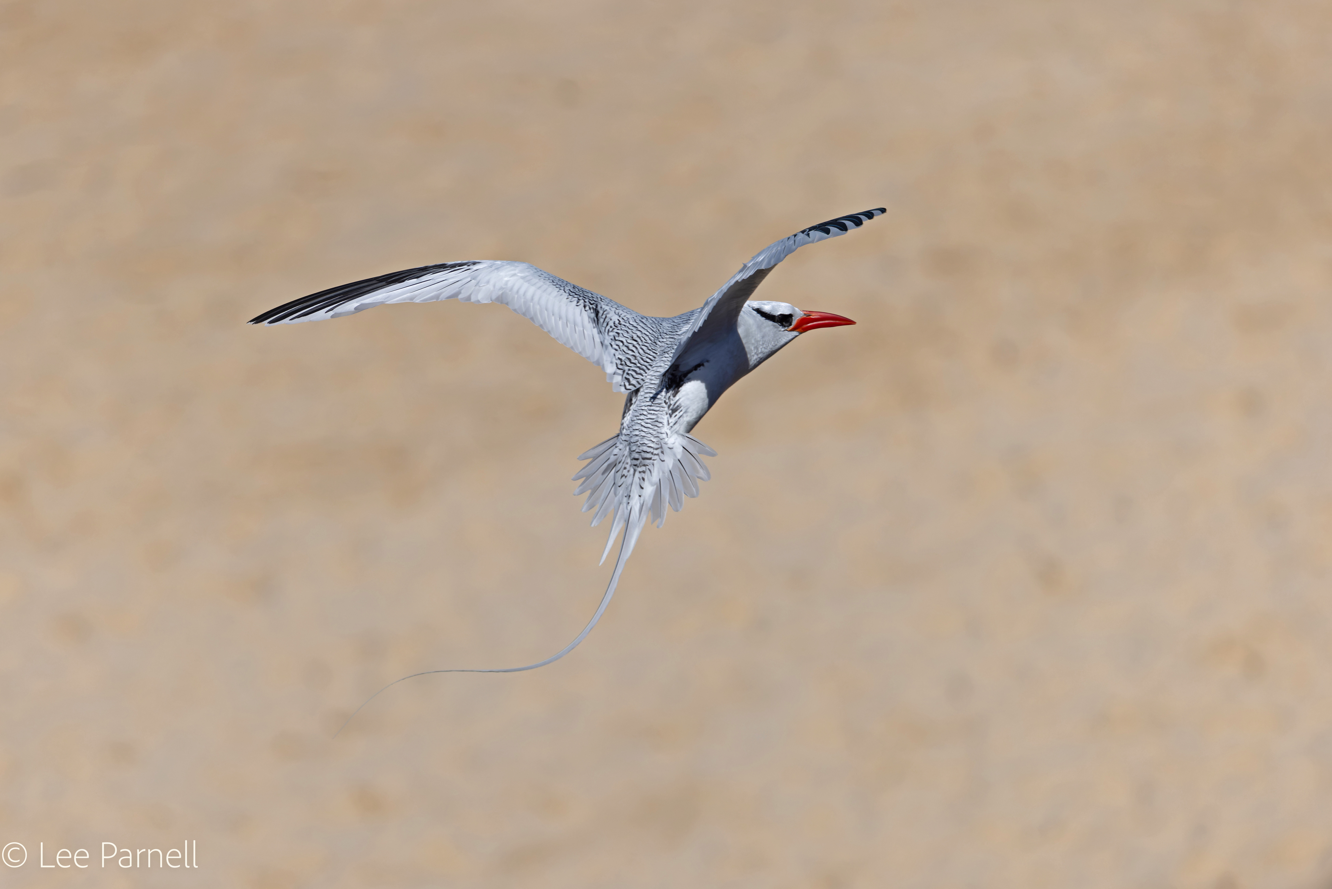 Red-billed Tropicbird by Lee Parnell - BirdGuides