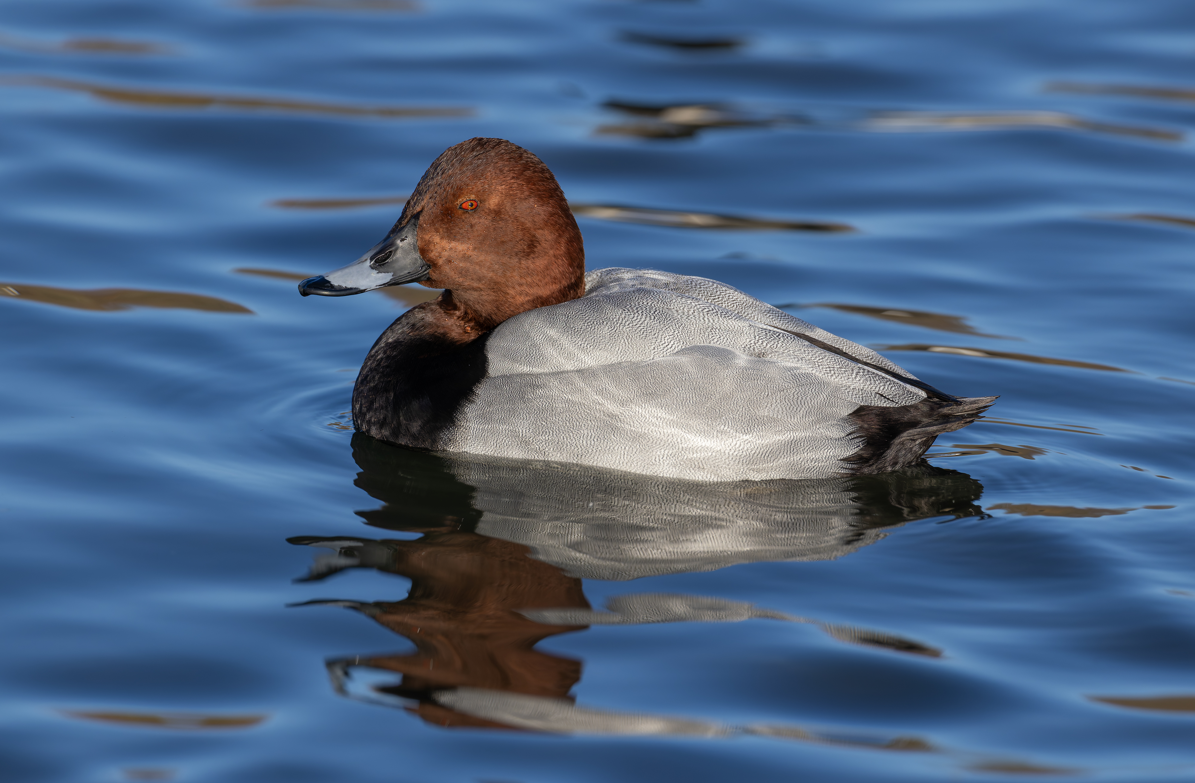 Common Pochard by Glyn Sellors - BirdGuides