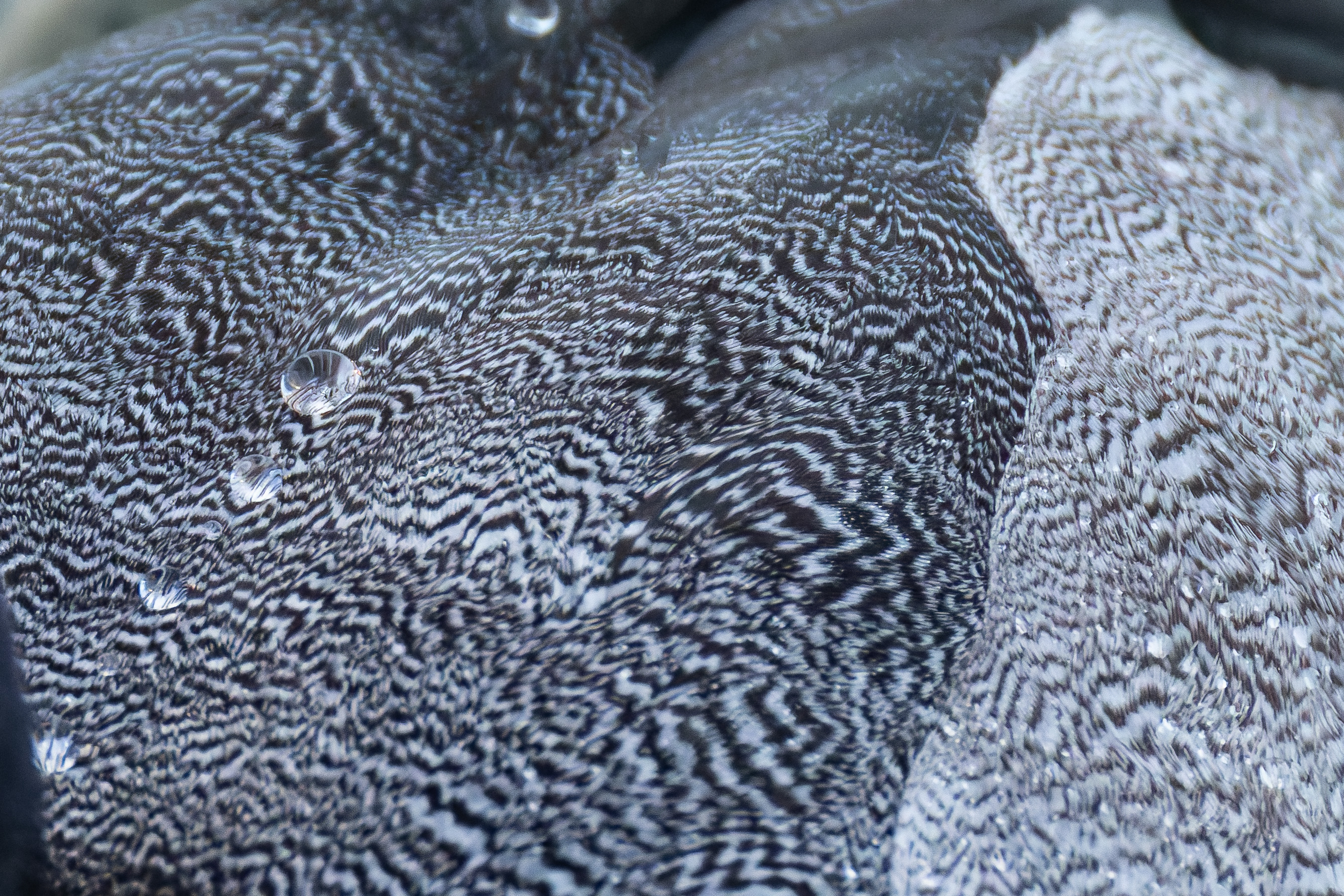 Greater Scaup by Joe Downing - BirdGuides