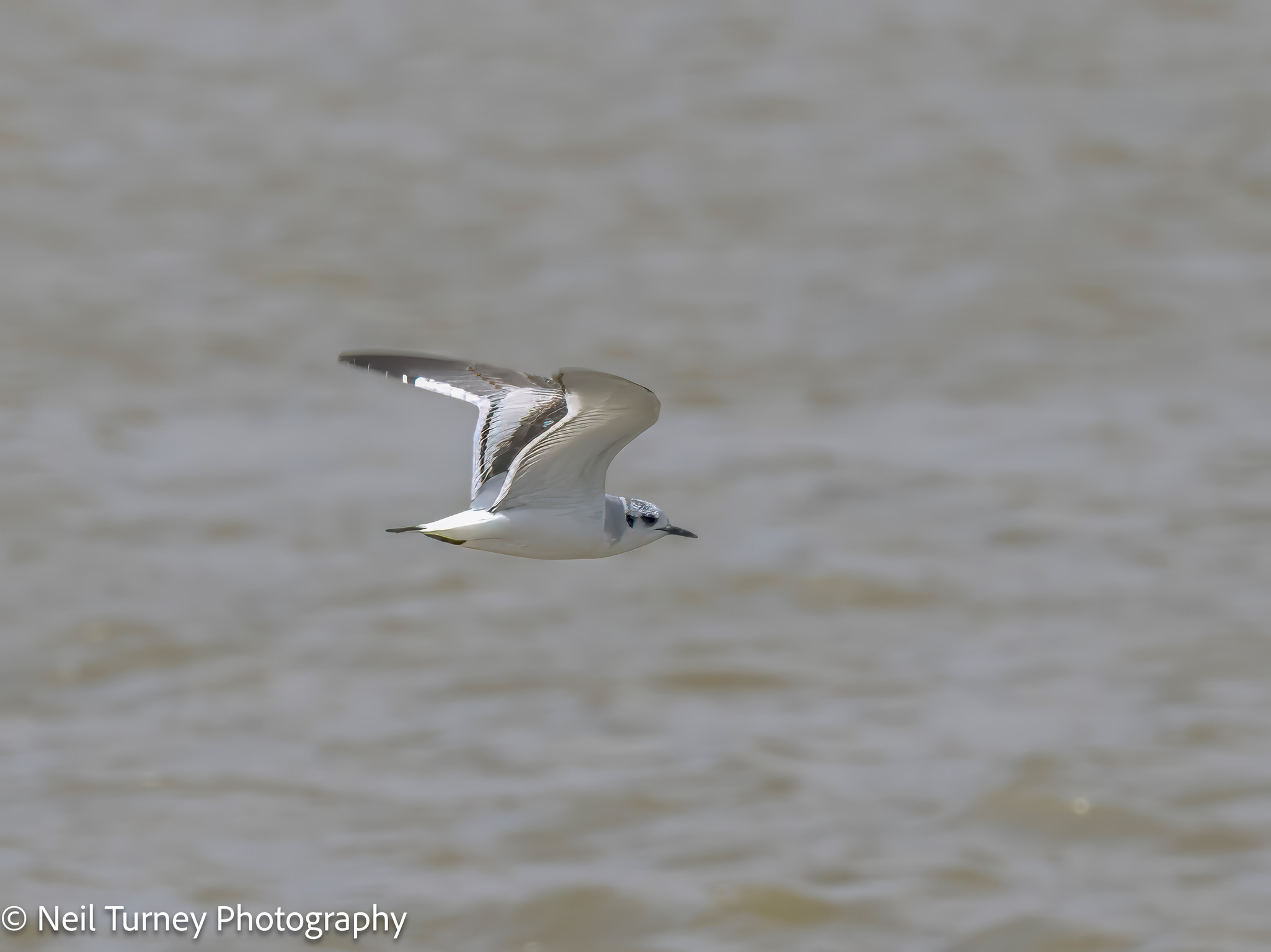 Little Gull by Neil Turney - BirdGuides