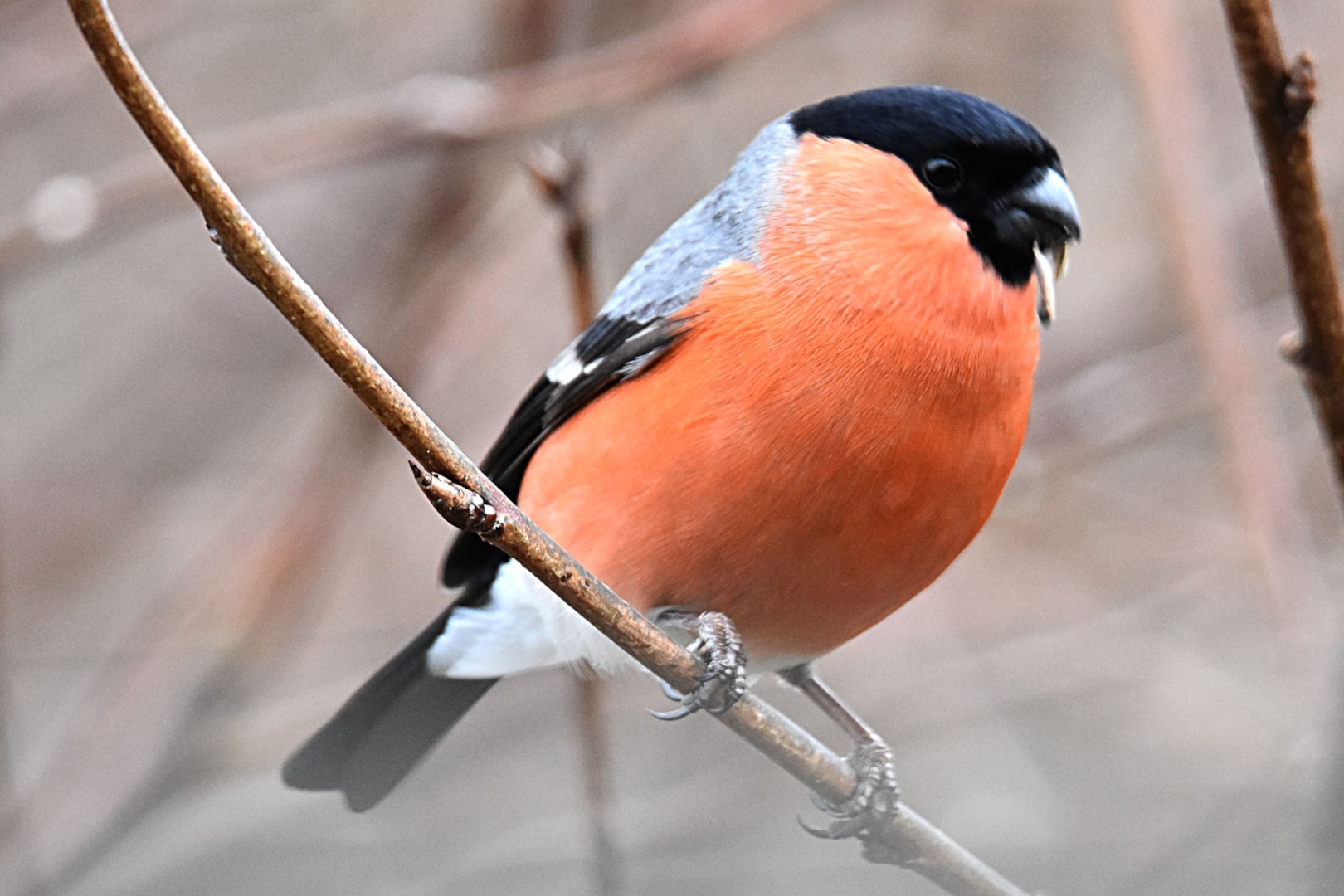 Eurasian Bullfinch by Fausto Riccioni - BirdGuides