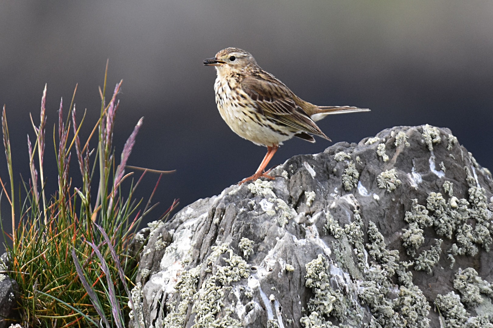 Meadow Pipit by Fausto Riccioni - BirdGuides