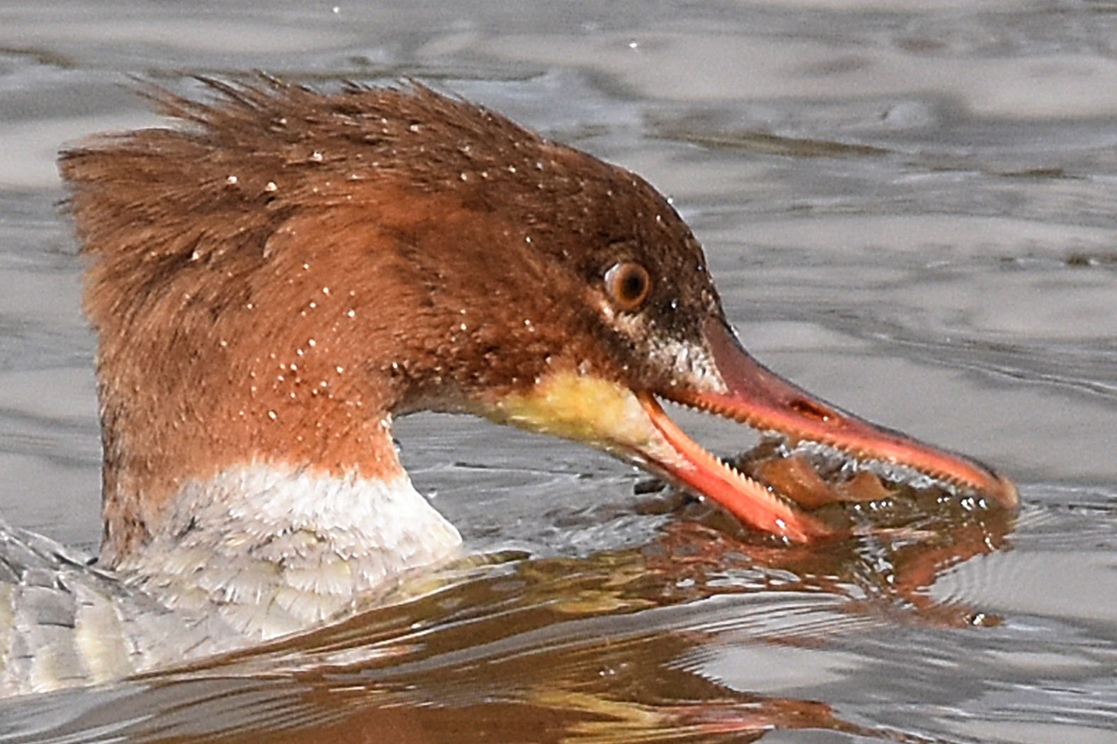 Goosander by Fausto Riccioni - BirdGuides