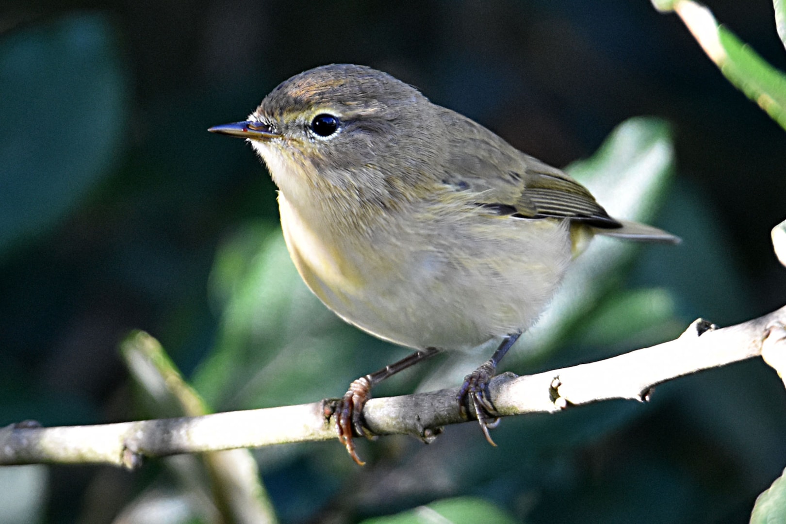Common Chiffchaff by Fausto Riccioni - BirdGuides