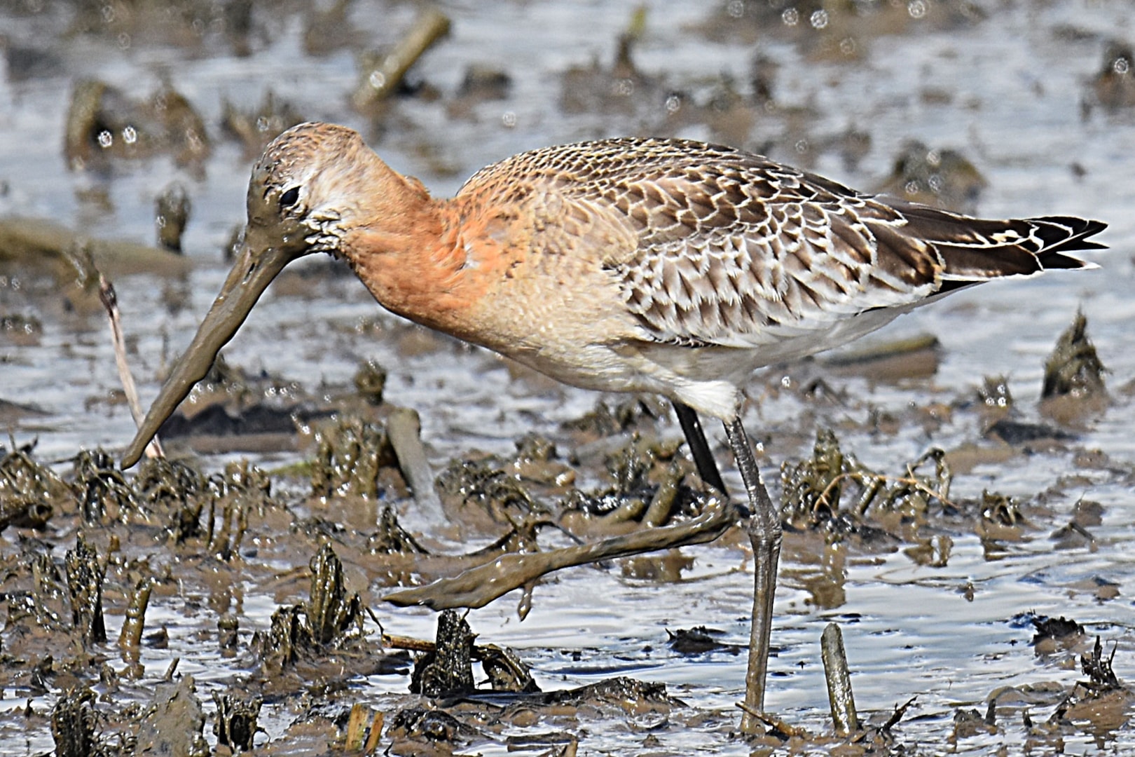 Black-tailed Godwit by Fausto Riccioni - BirdGuides