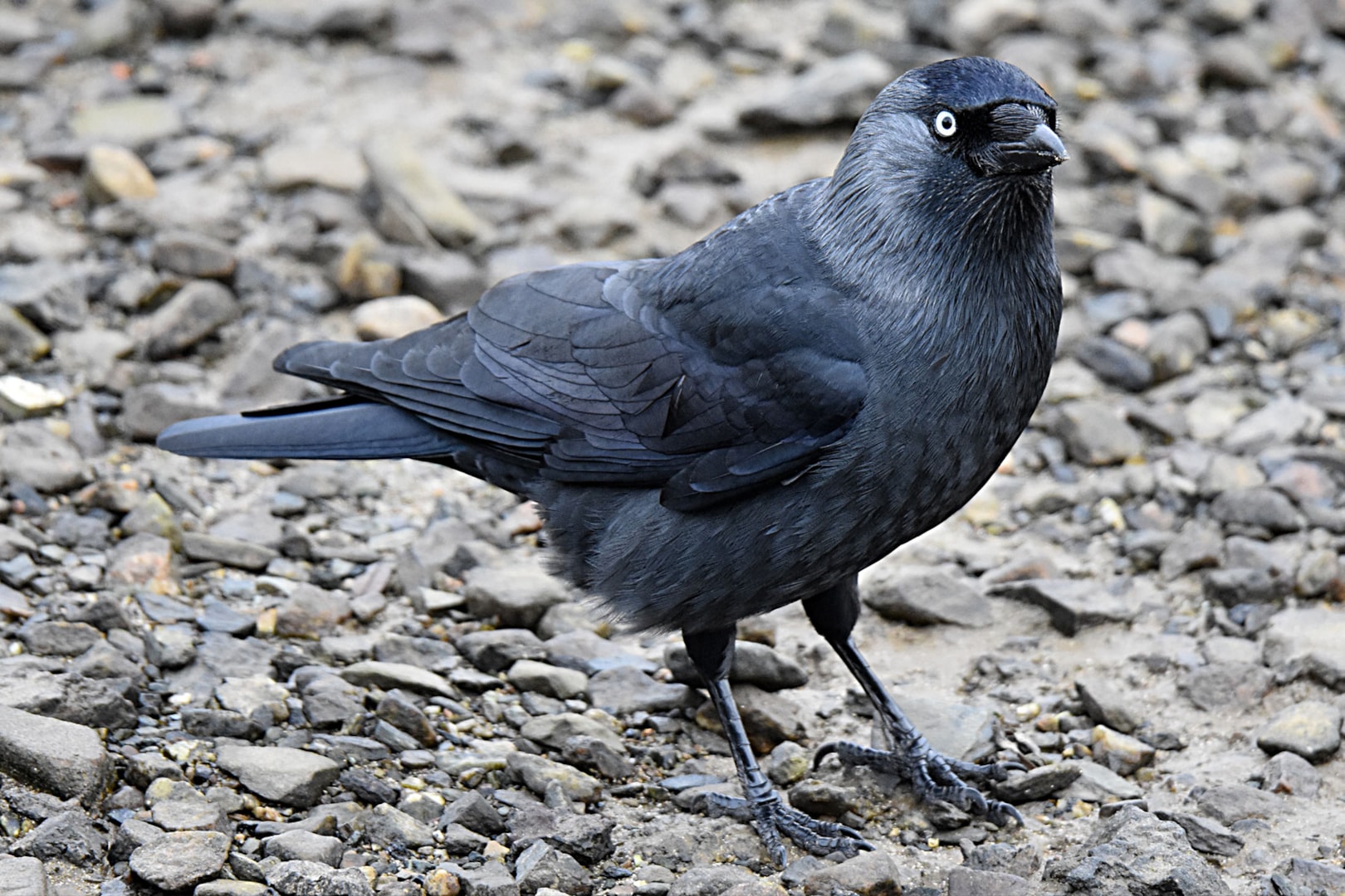 Jackdaw by Fausto Riccioni - BirdGuides