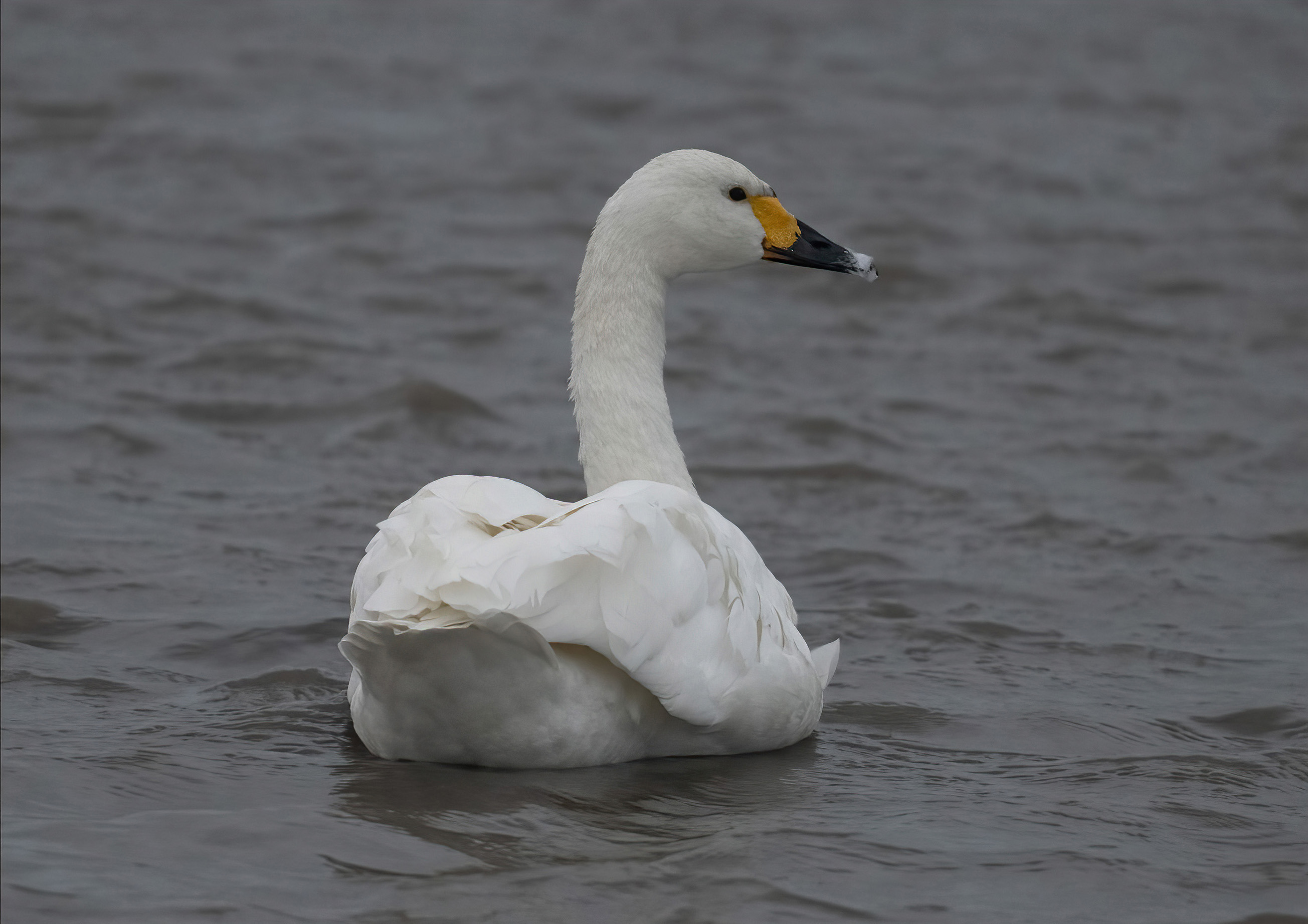 Bewick's Swan by RICHARD GABB - BirdGuides