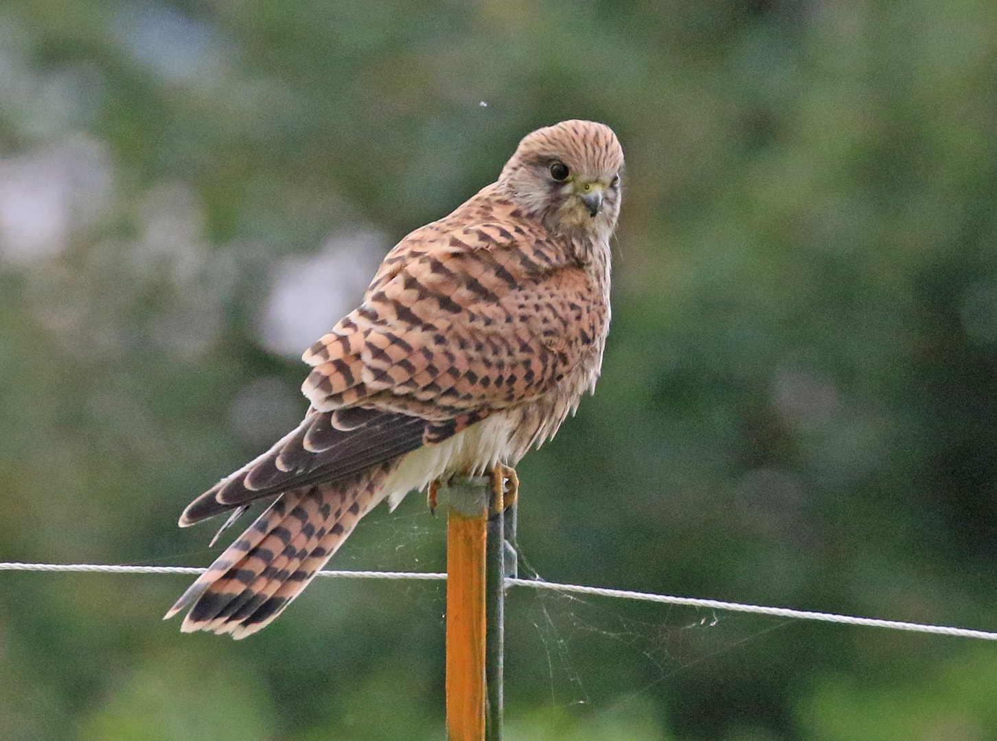 Common Kestrel by Judith Rogers - BirdGuides