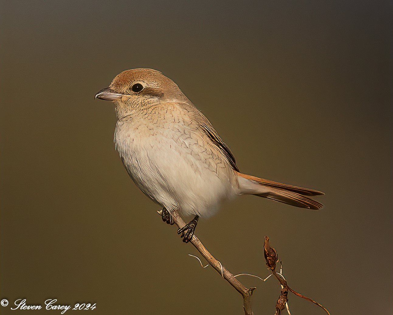 Isabelline/Red-tailed Shrike by Steven Carey - BirdGuides