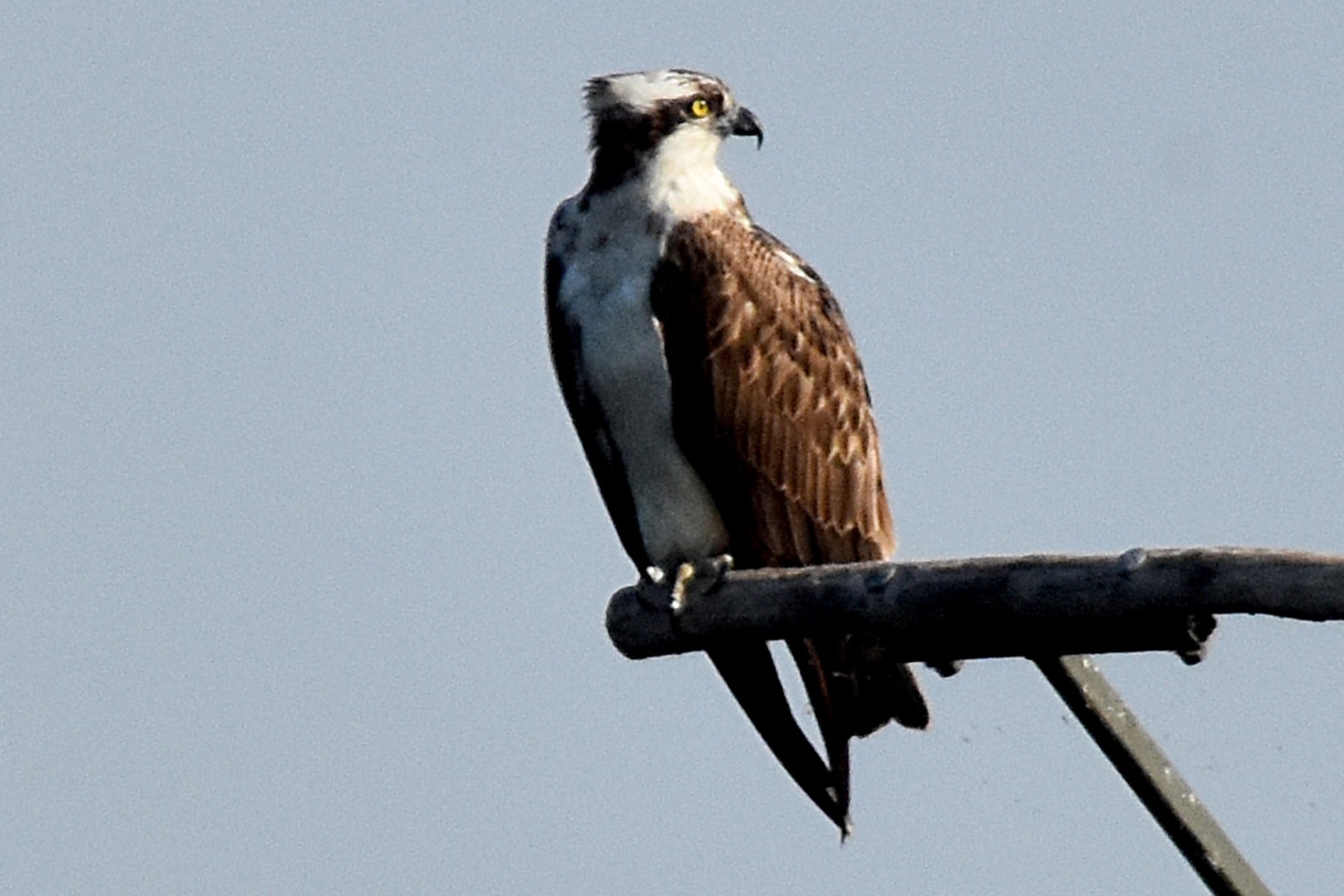 Western Osprey by Fausto Riccioni - BirdGuides