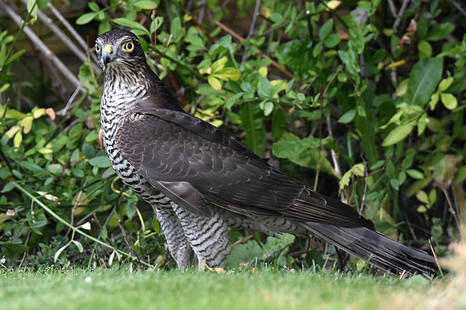 Eurasian Sparrowhawk by Fausto Riccioni - BirdGuides
