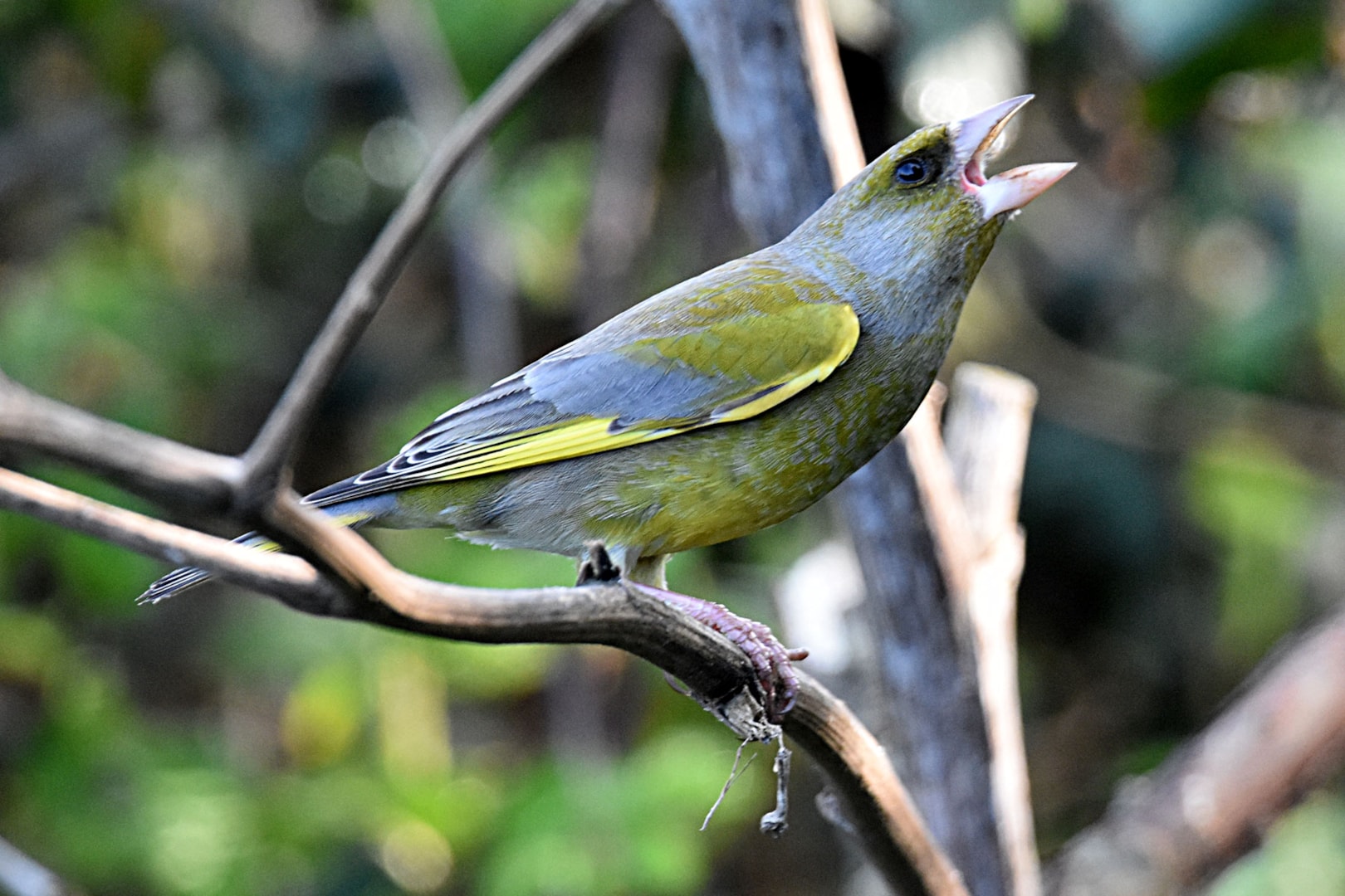 Greenfinch by Fausto Riccioni - BirdGuides