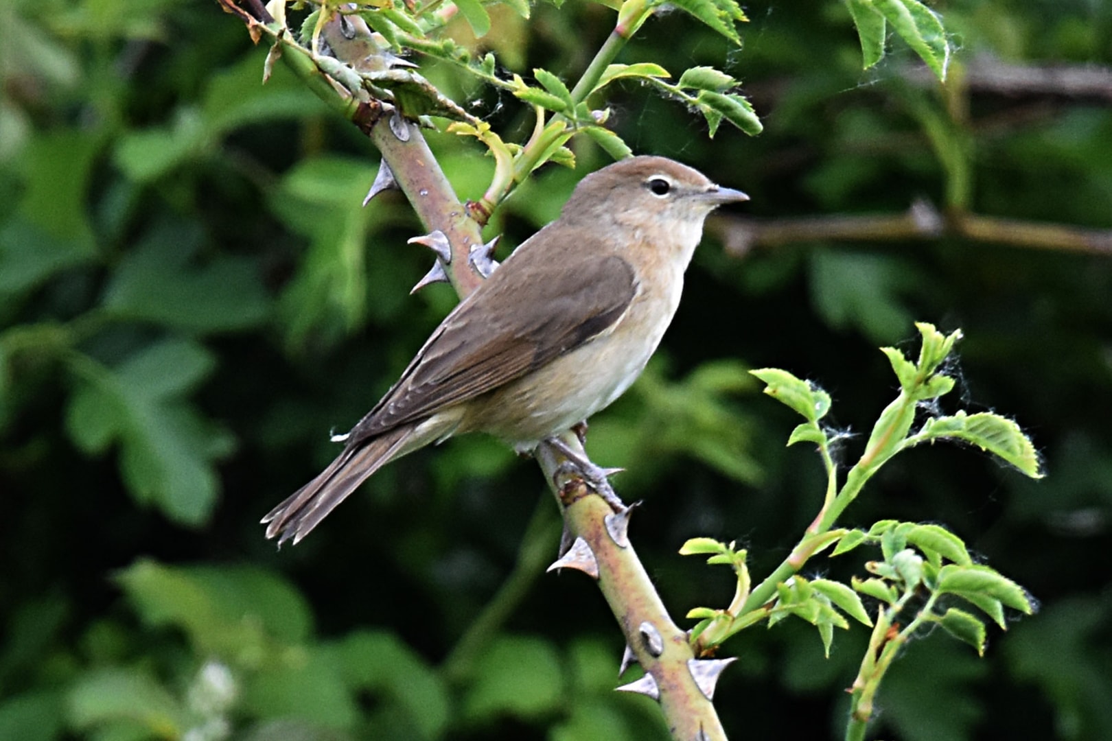 Garden Warbler by Fausto Riccioni - BirdGuides