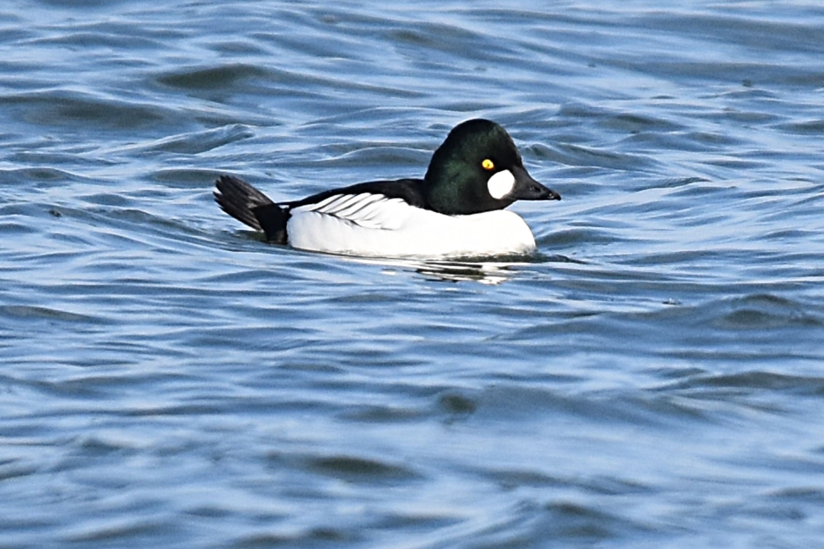 Common Goldeneye by Fausto Riccioni - BirdGuides