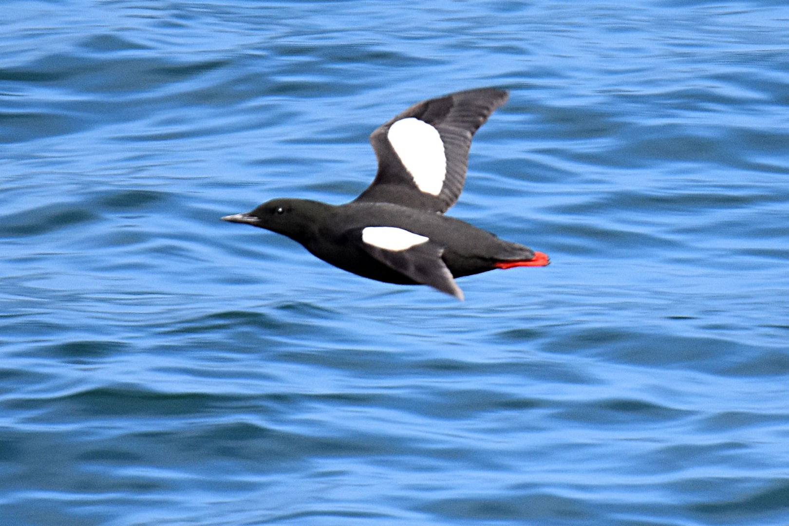 Black Guillemot by Fausto Riccioni - BirdGuides