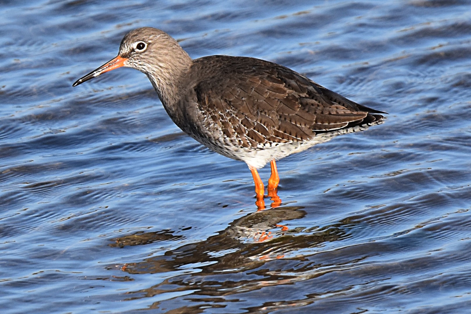 Common Redshank by Fausto Riccioni - BirdGuides