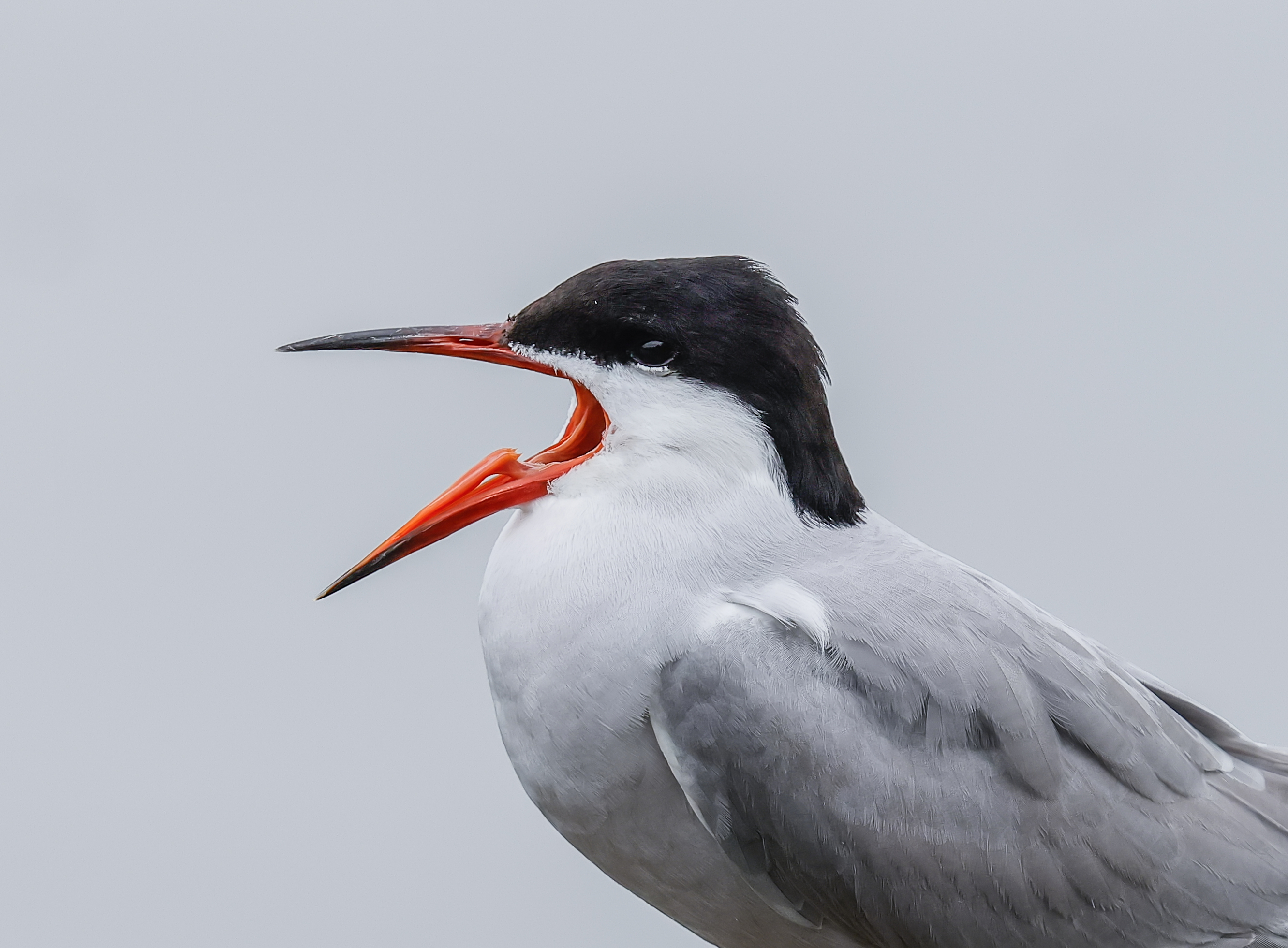 Deeside gull and tern colony decimated by bird flu - BirdGuides