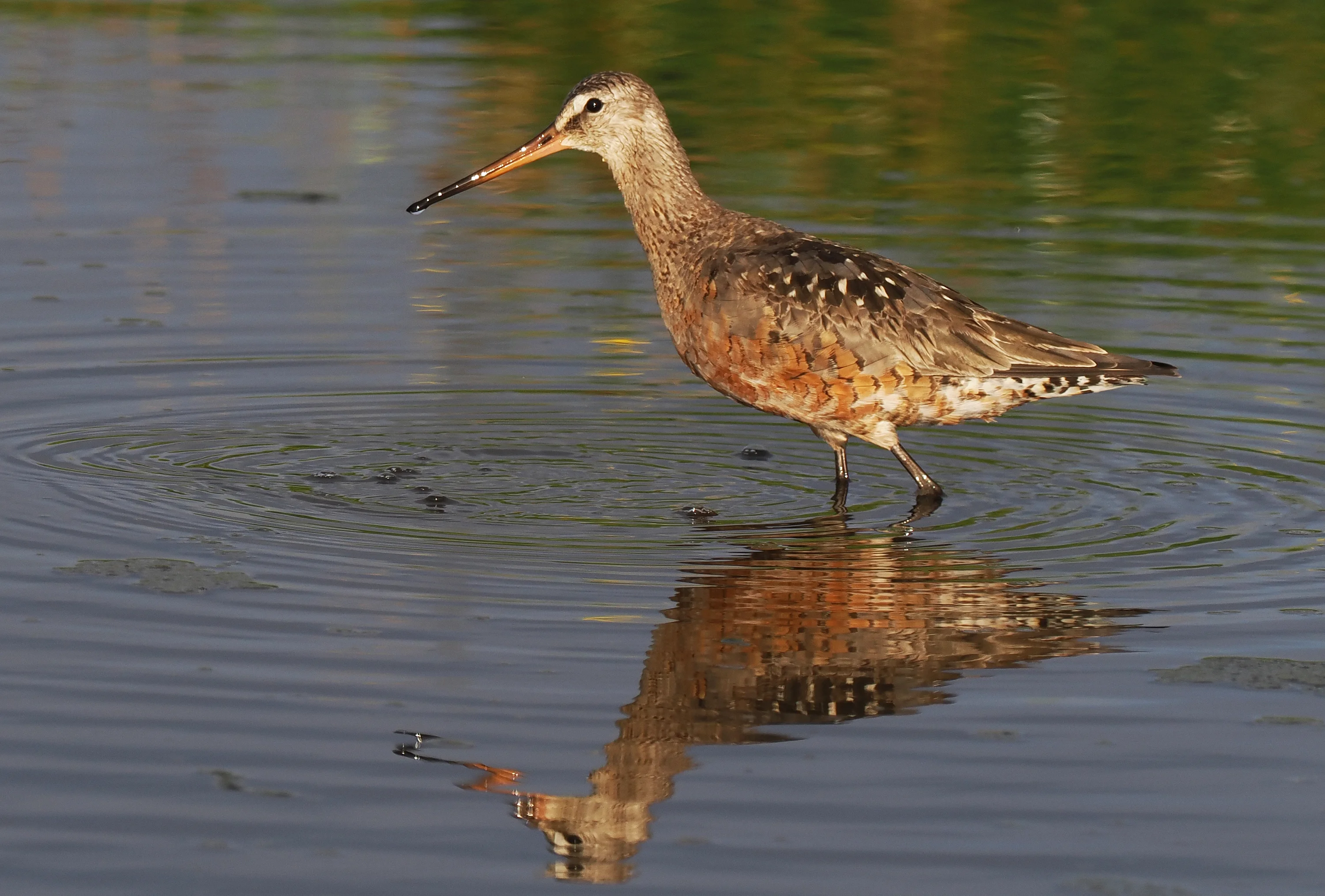 Details : Hudsonian Godwit - BirdGuides