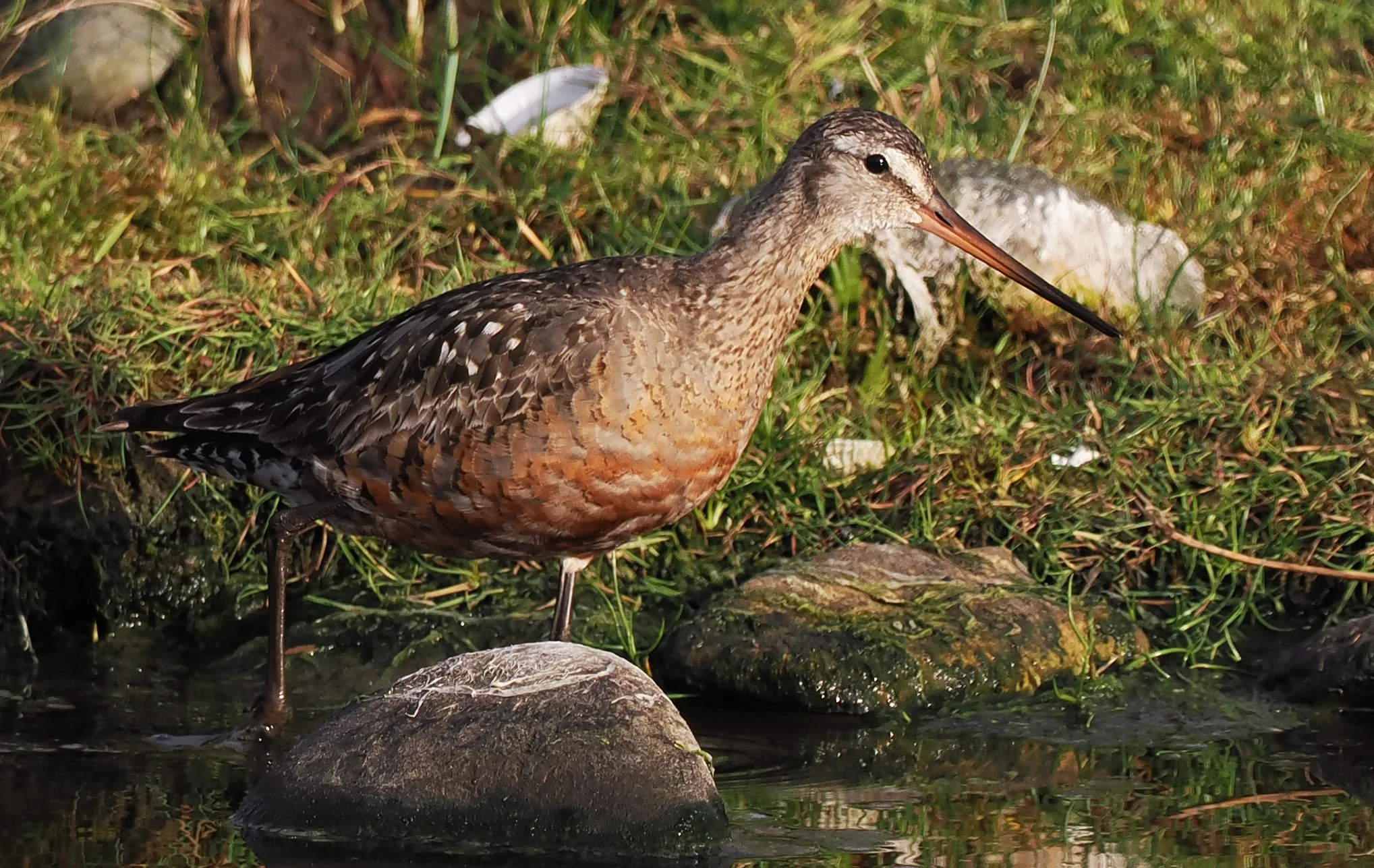 Details : Hudsonian Godwit - BirdGuides