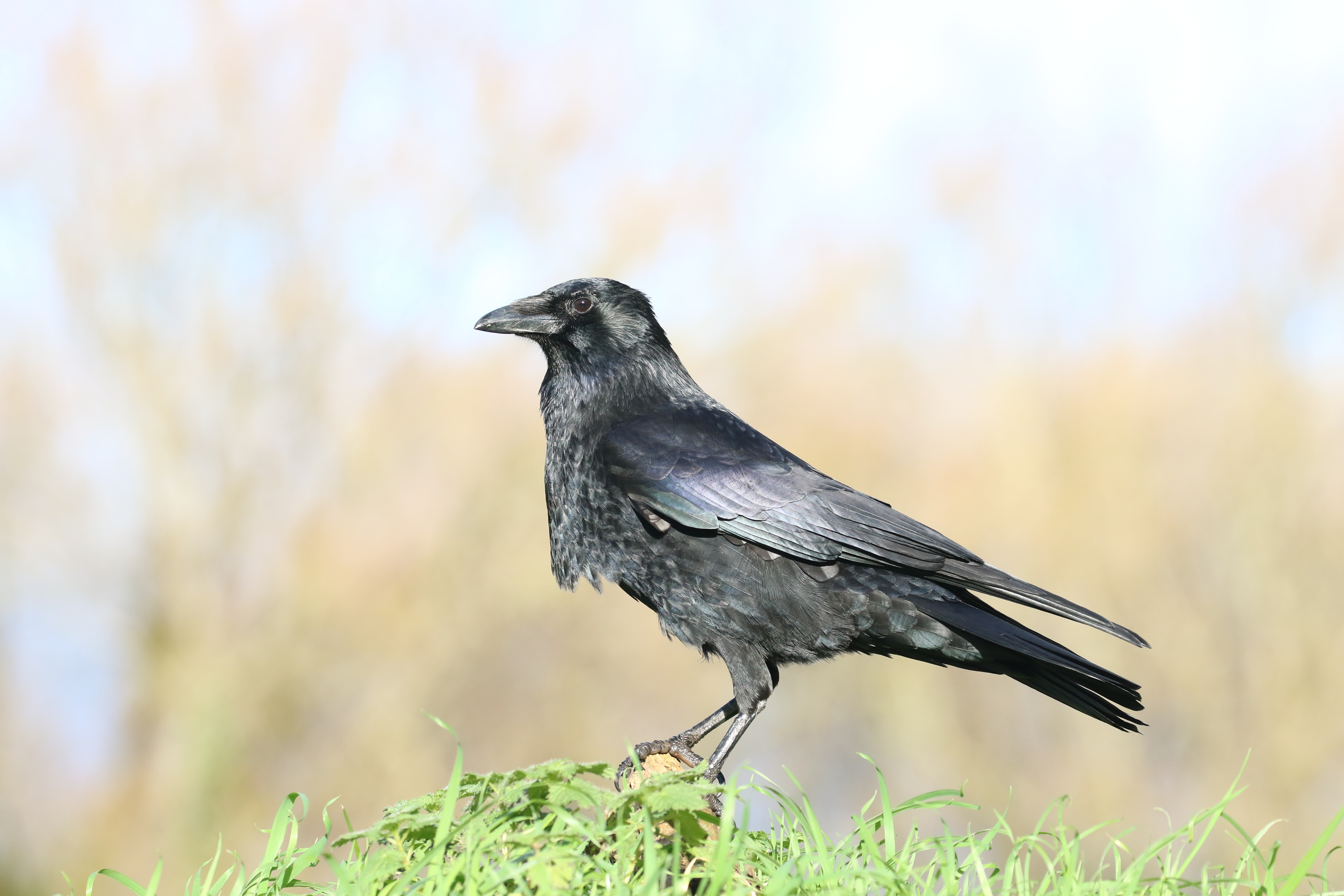 Carrion Crow by Alannah Ruthen - BirdGuides