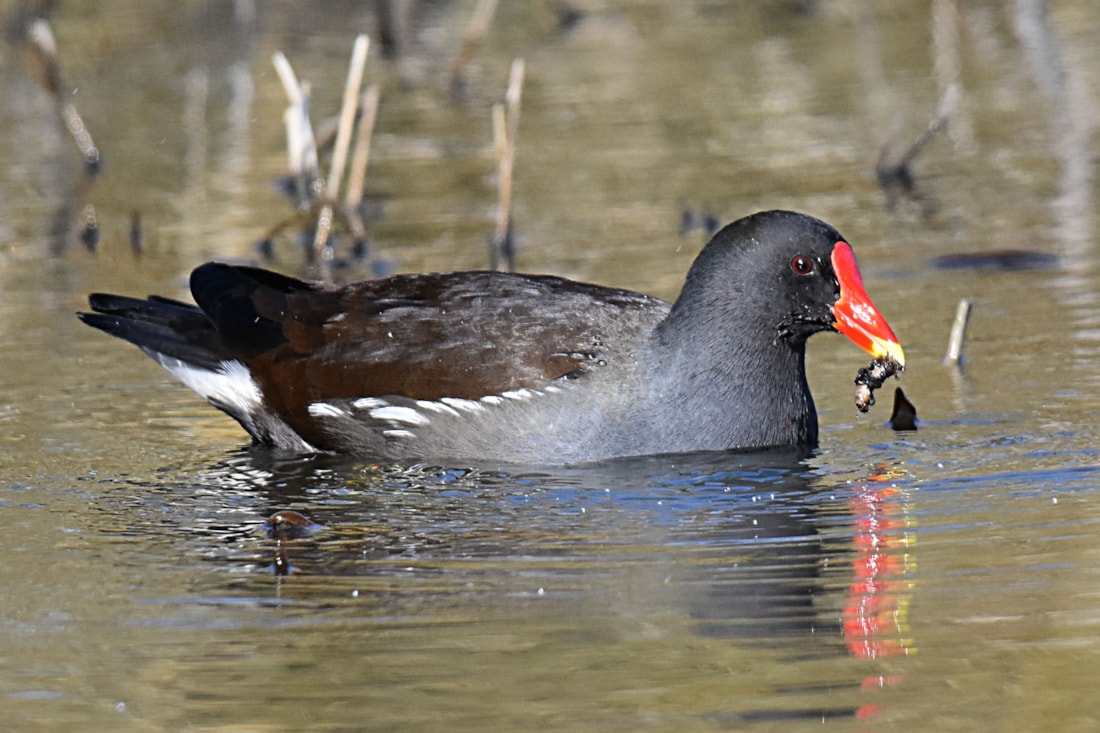 Common Moorhen by Fausto Riccioni - BirdGuides