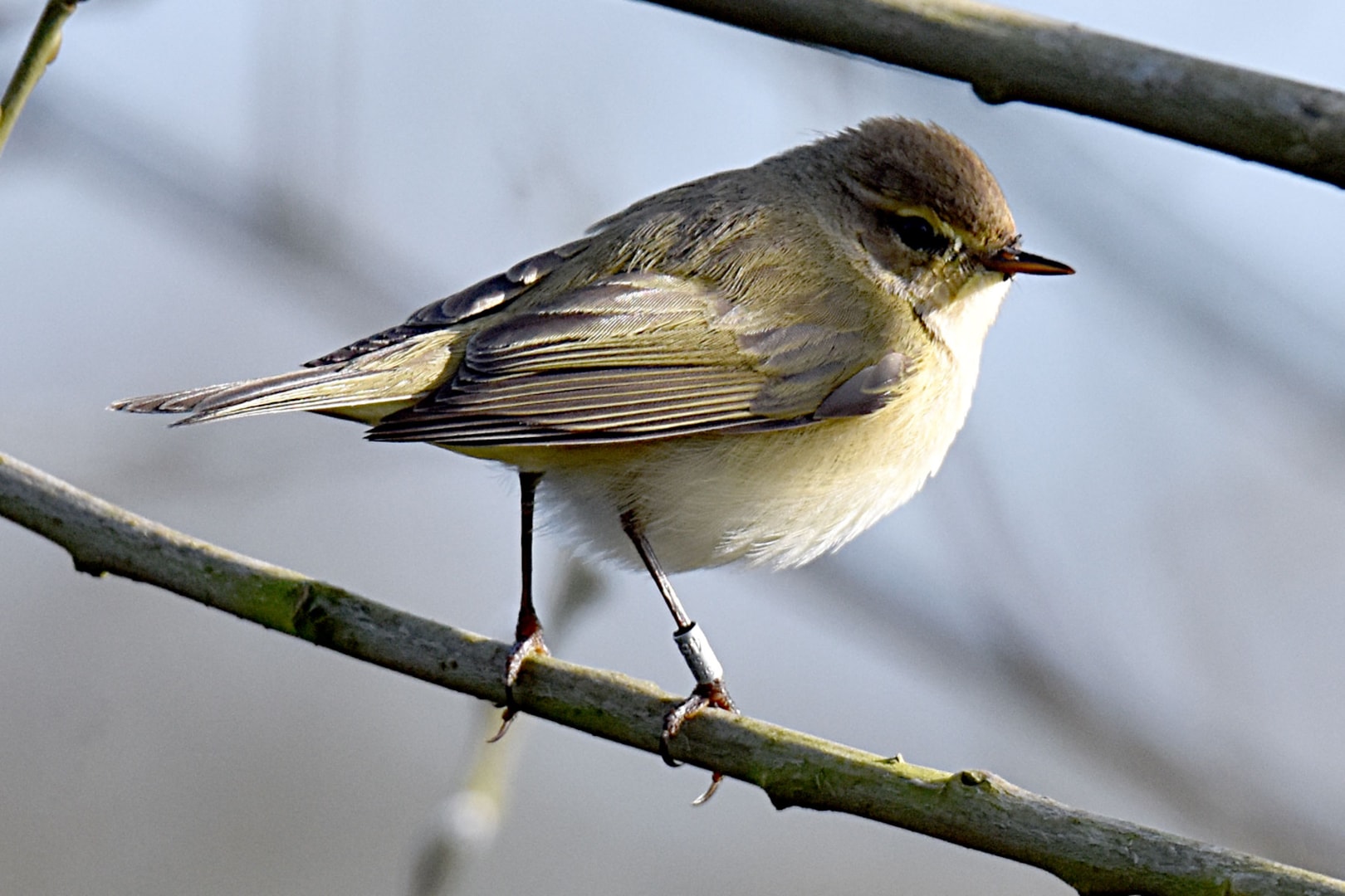 Common Chiffchaff by Fausto Riccioni - BirdGuides