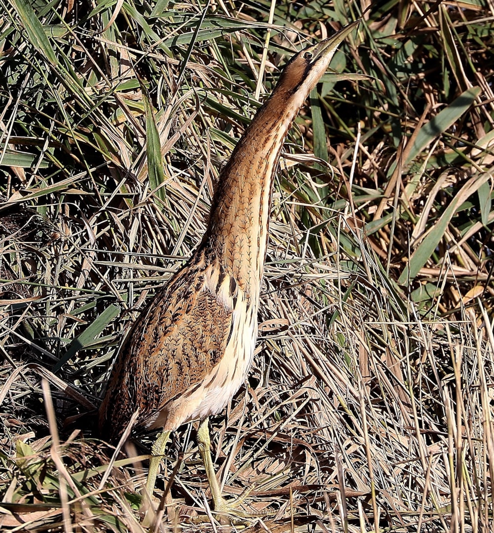Eurasian Bittern by John Rivoire - BirdGuides