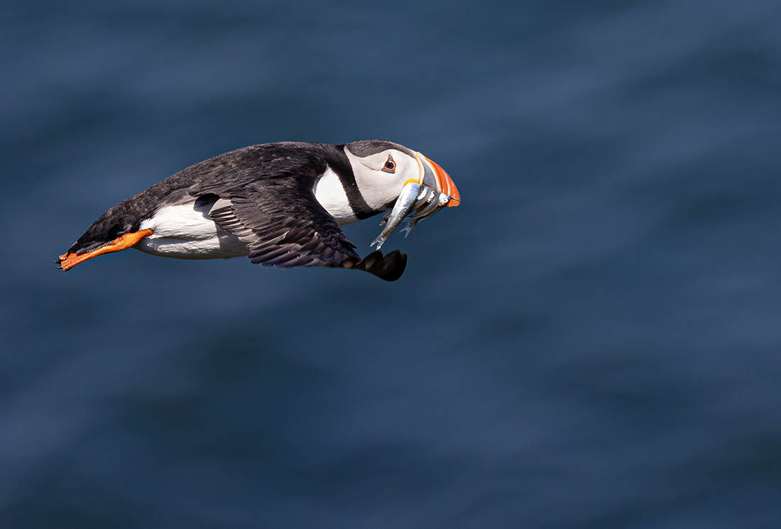 Puffin by Harry Bell - BirdGuides