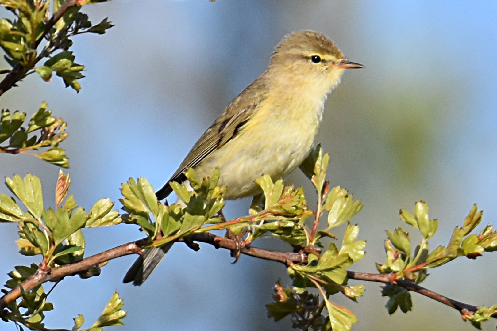Common Chiffchaff by Fausto Riccioni - BirdGuides