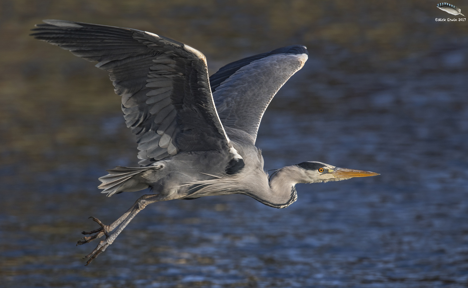 Stoke-on-Trent Birdwatching Site - BirdGuides