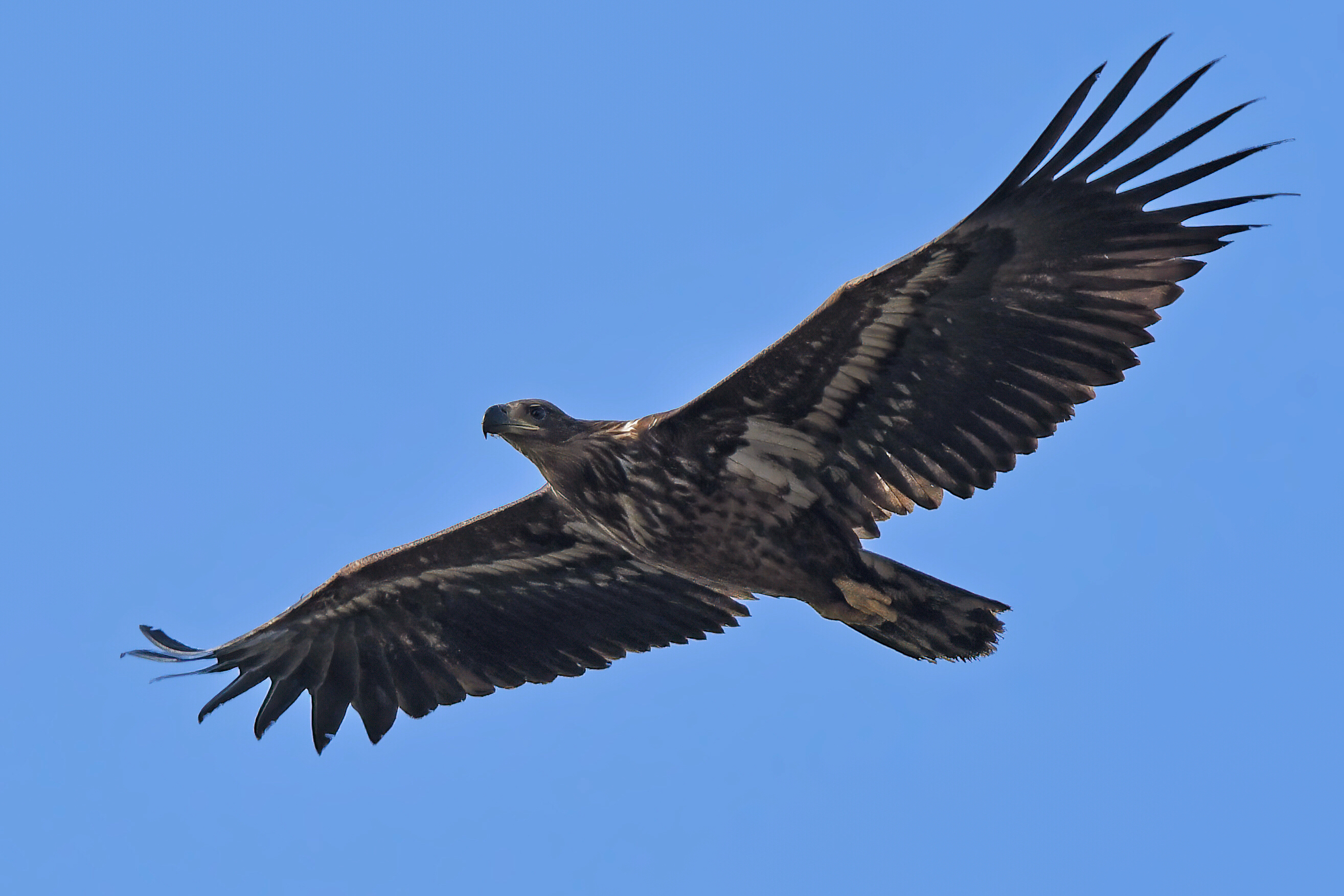 White-tailed Eagle by Dan Forder [@DanFWildlife] - BirdGuides