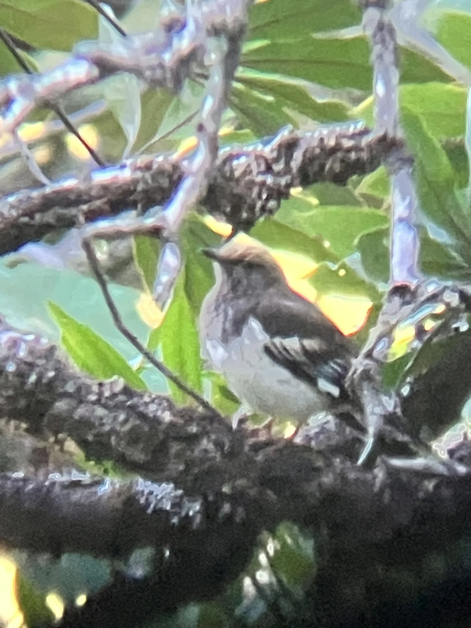 Details : Aztec Thrush - BirdGuides