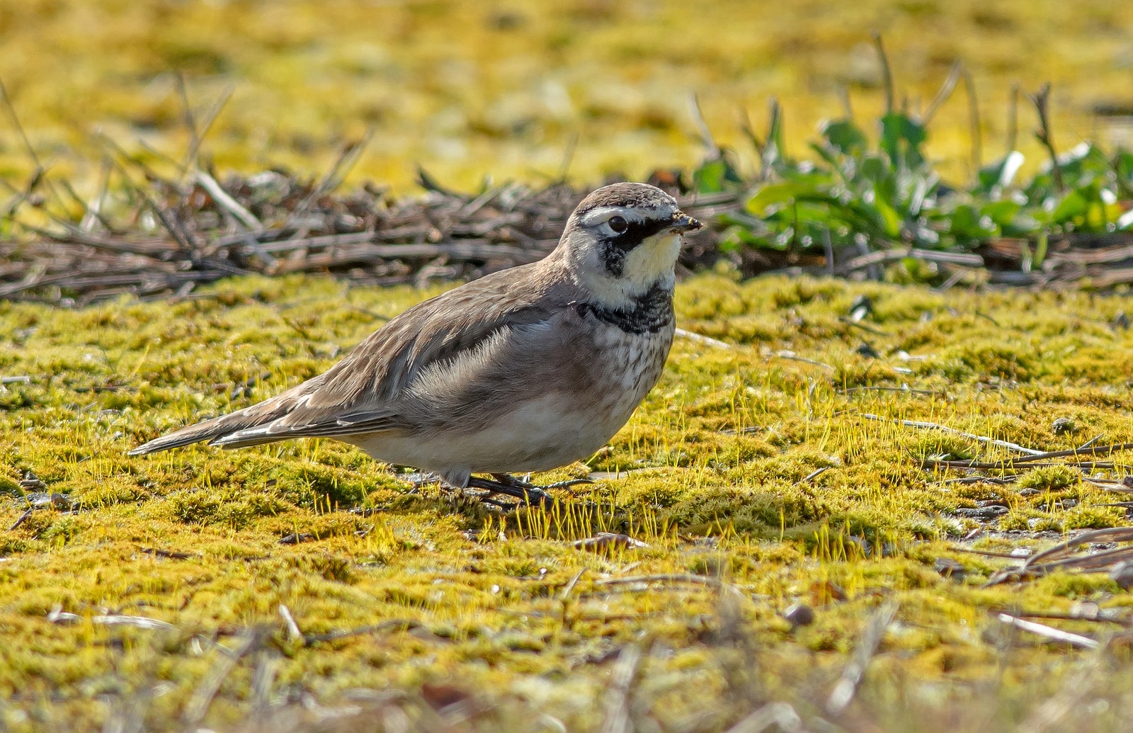 American Horned Lark by Jeff Lack - BirdGuides