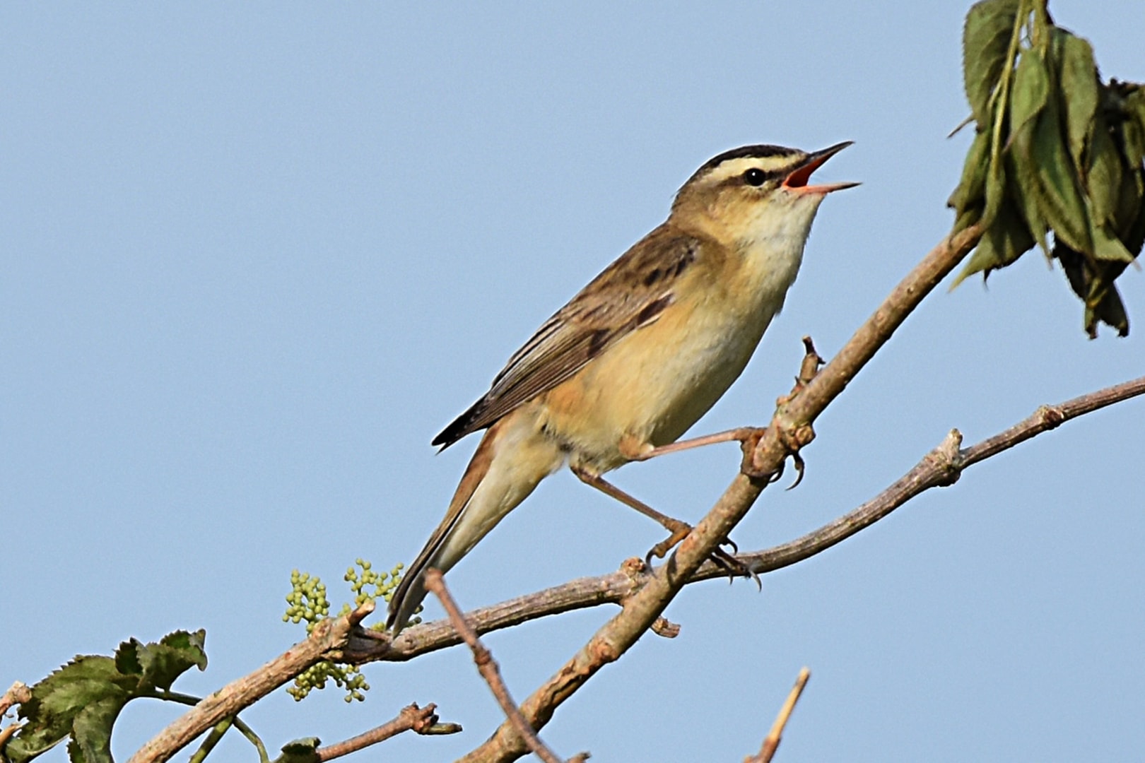Sedge Warbler by Fausto Riccioni - BirdGuides