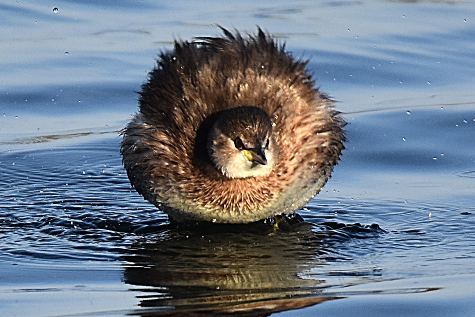 Little Grebe by Fausto Riccioni - BirdGuides