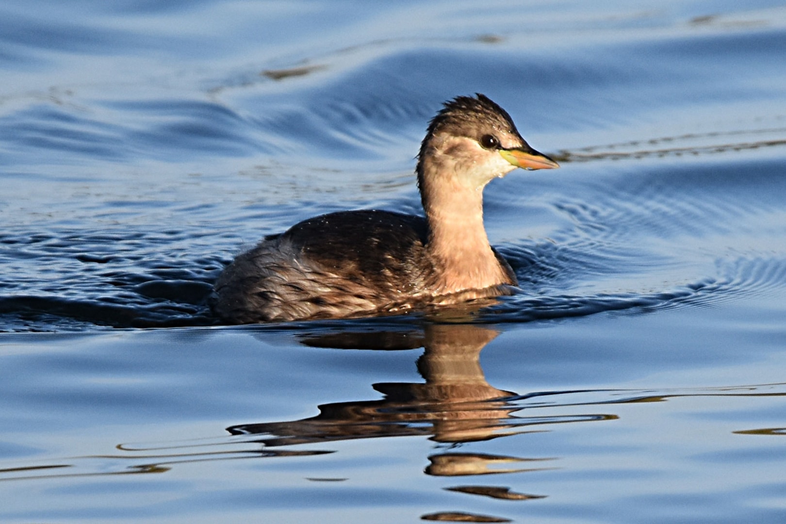 Little Grebe by Fausto Riccioni - BirdGuides