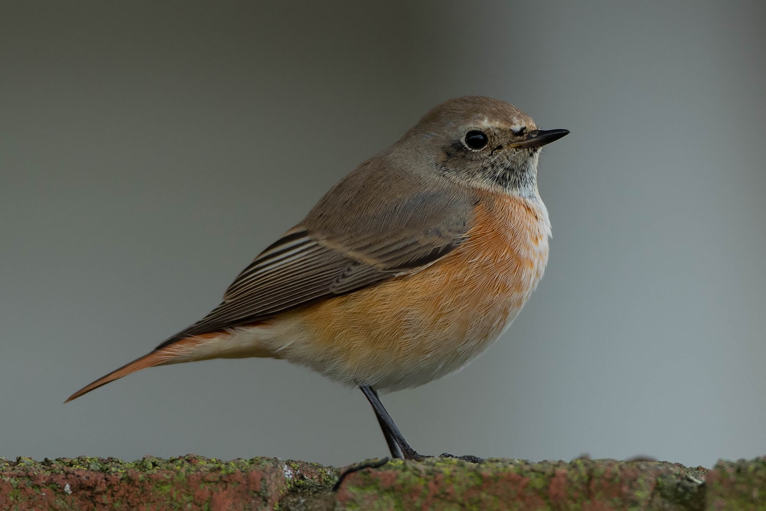 Common Redstart by Martyn Sidwell - BirdGuides