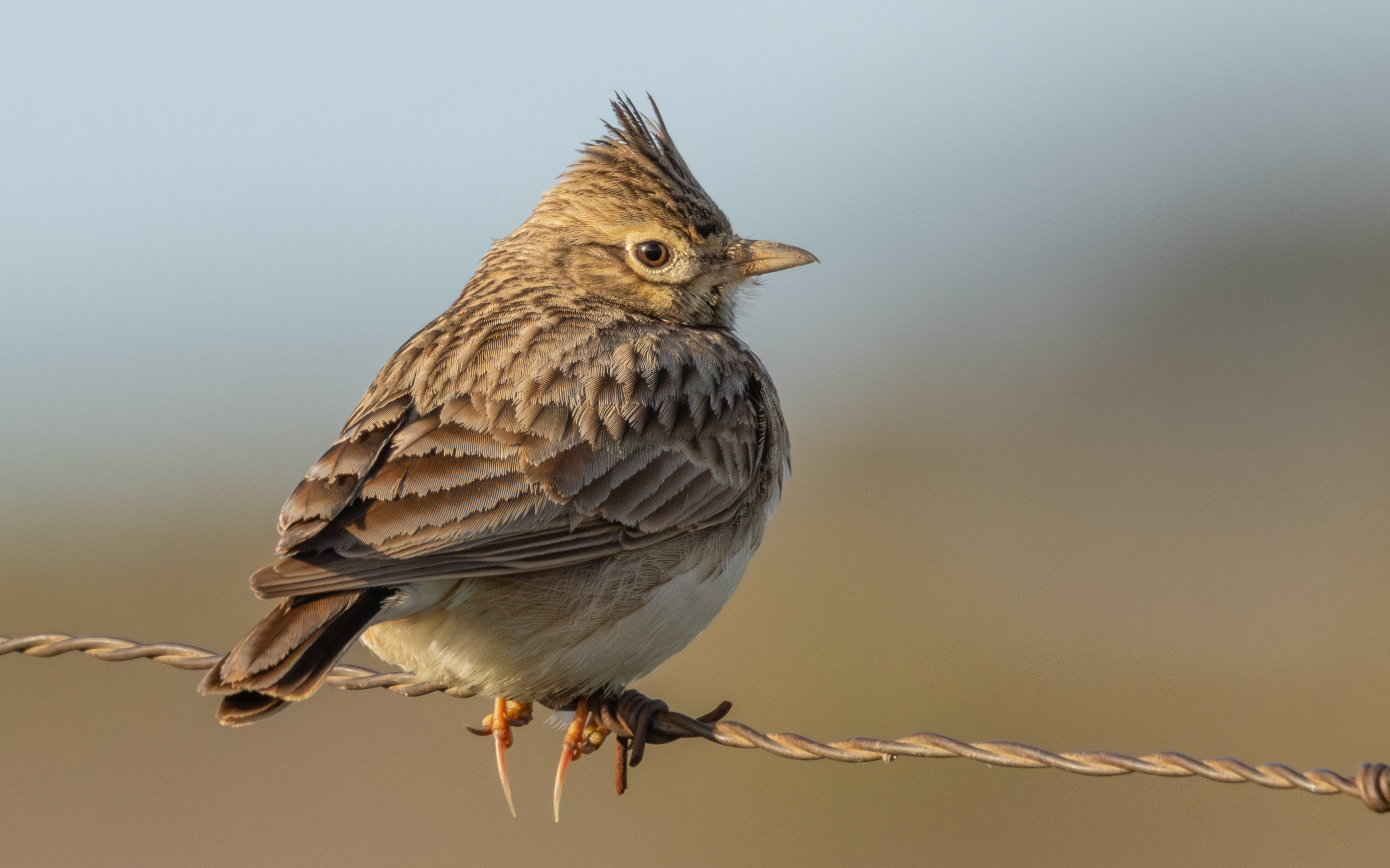 Thekla's Lark by Martin Loftus - BirdGuides