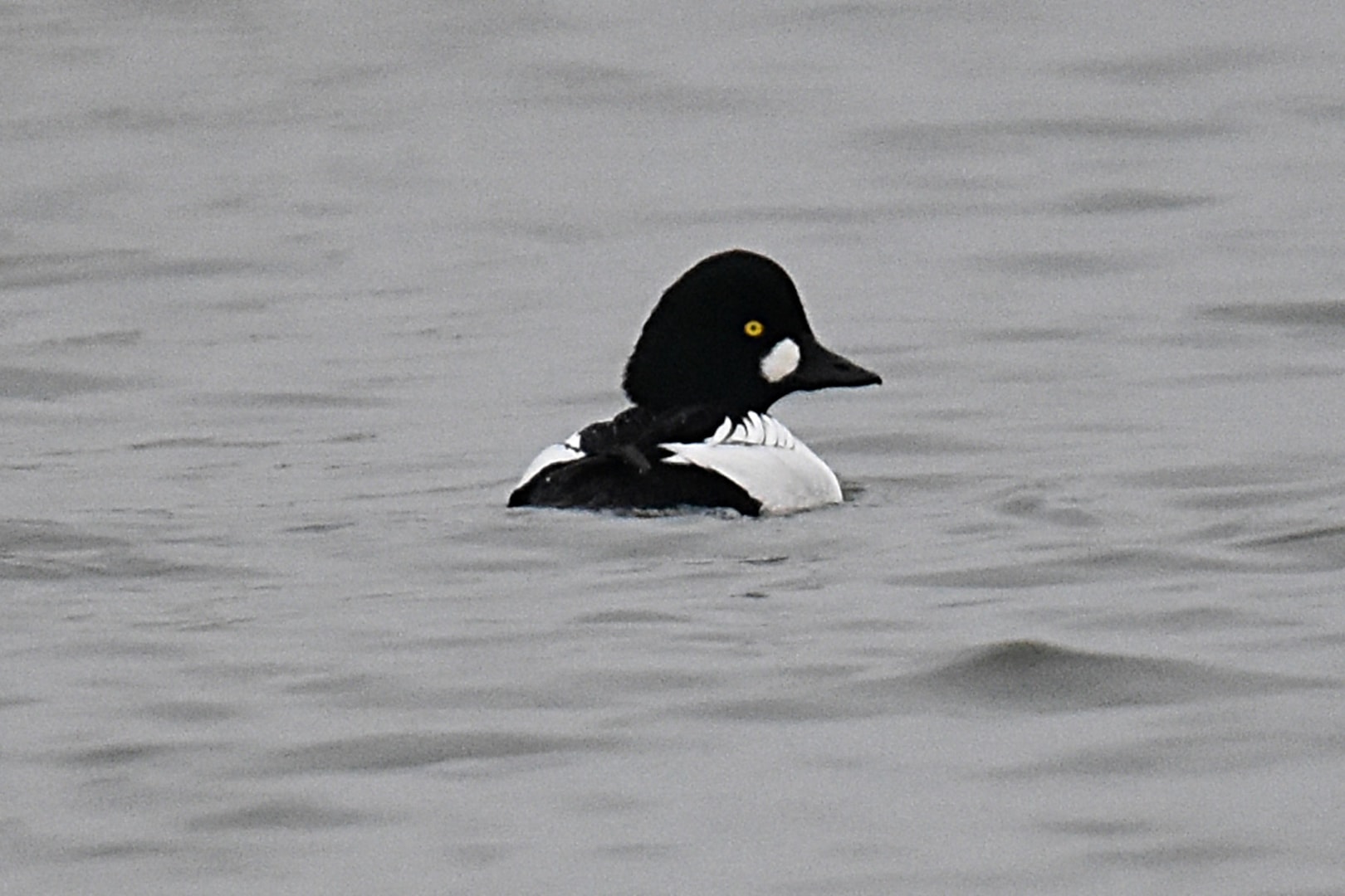 Common Goldeneye by Fausto Riccioni - BirdGuides