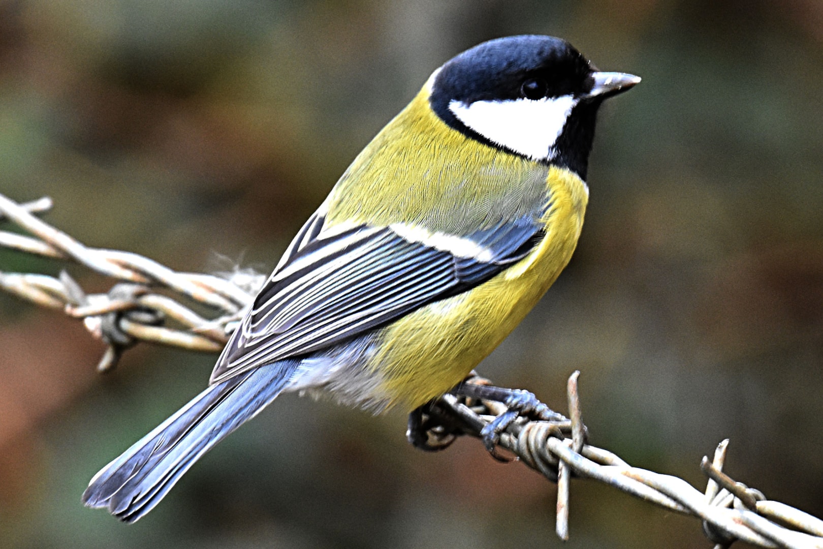 Great Tit by Fausto Riccioni - BirdGuides