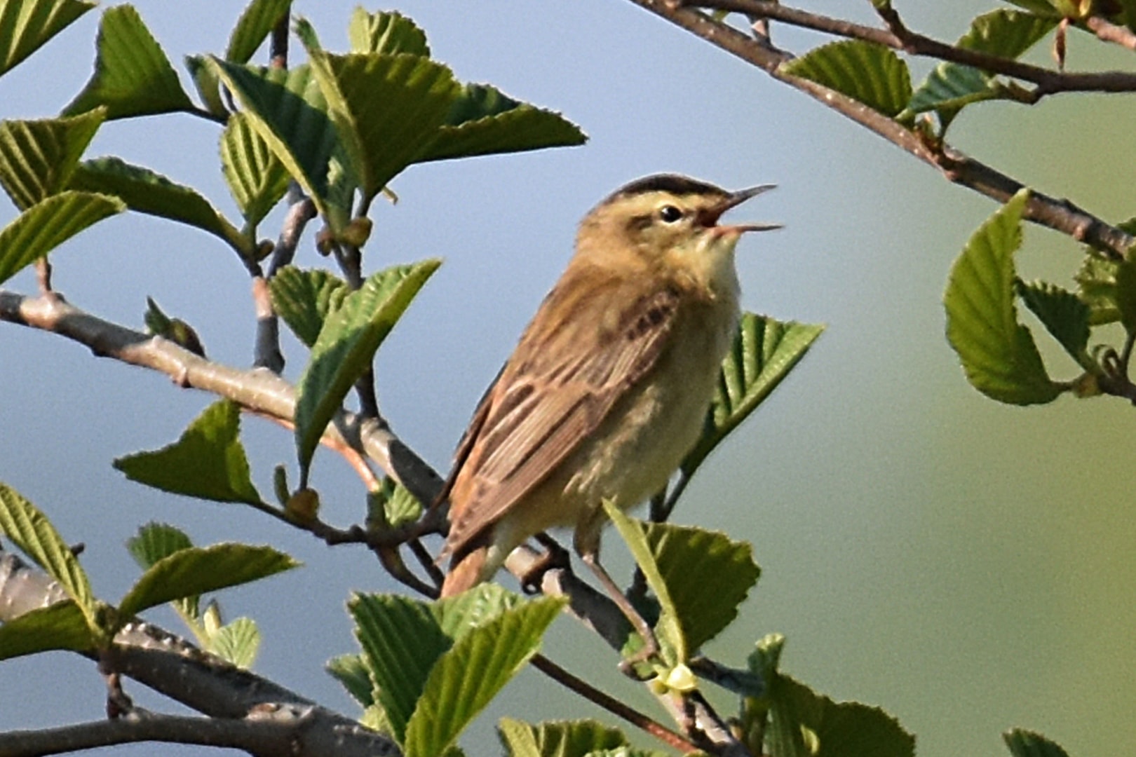 Sedge Warbler by Fausto Riccioni - BirdGuides