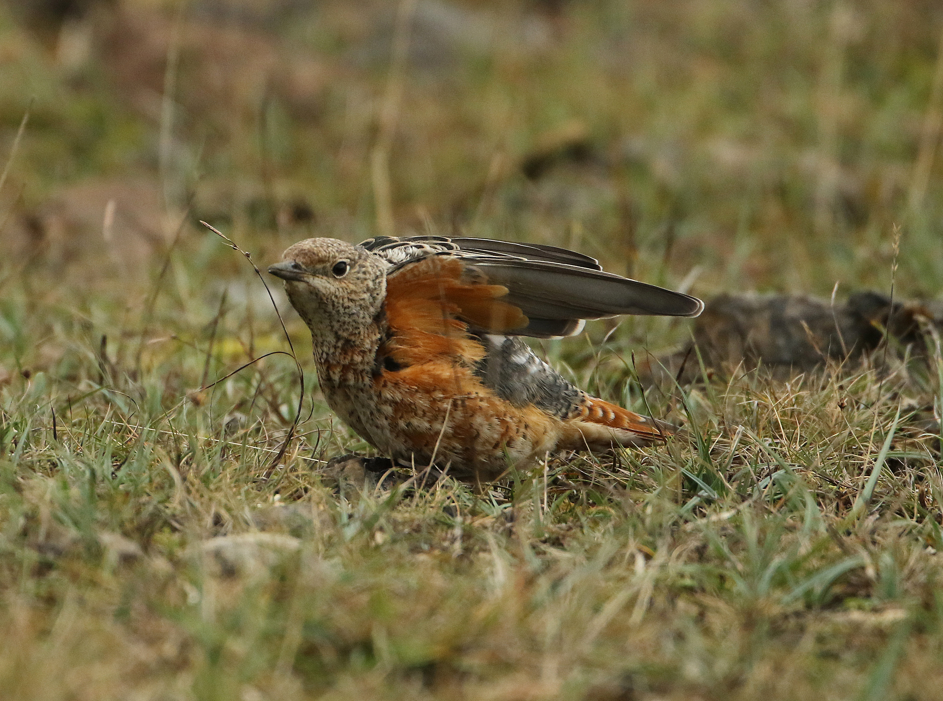 Details : Common Rock Thrush - BirdGuides