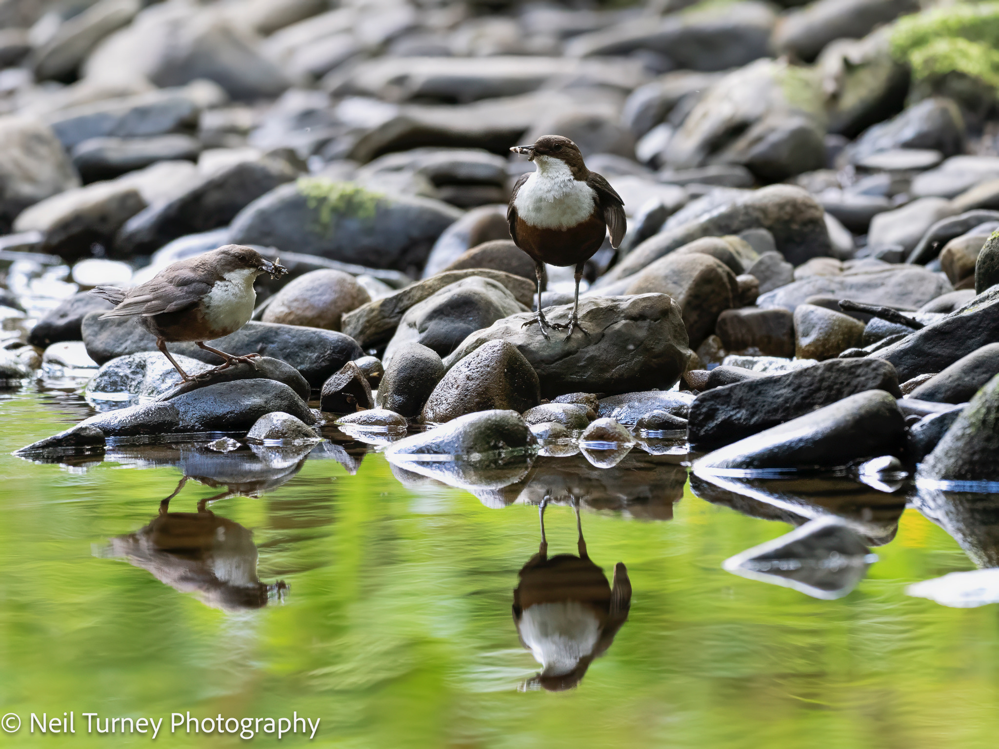 Dipper by Neil Turney - BirdGuides