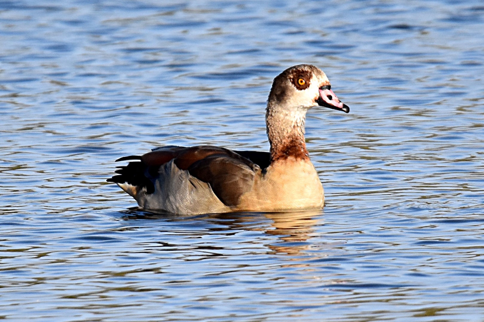 Egyptian Goose by Fausto Riccioni - BirdGuides