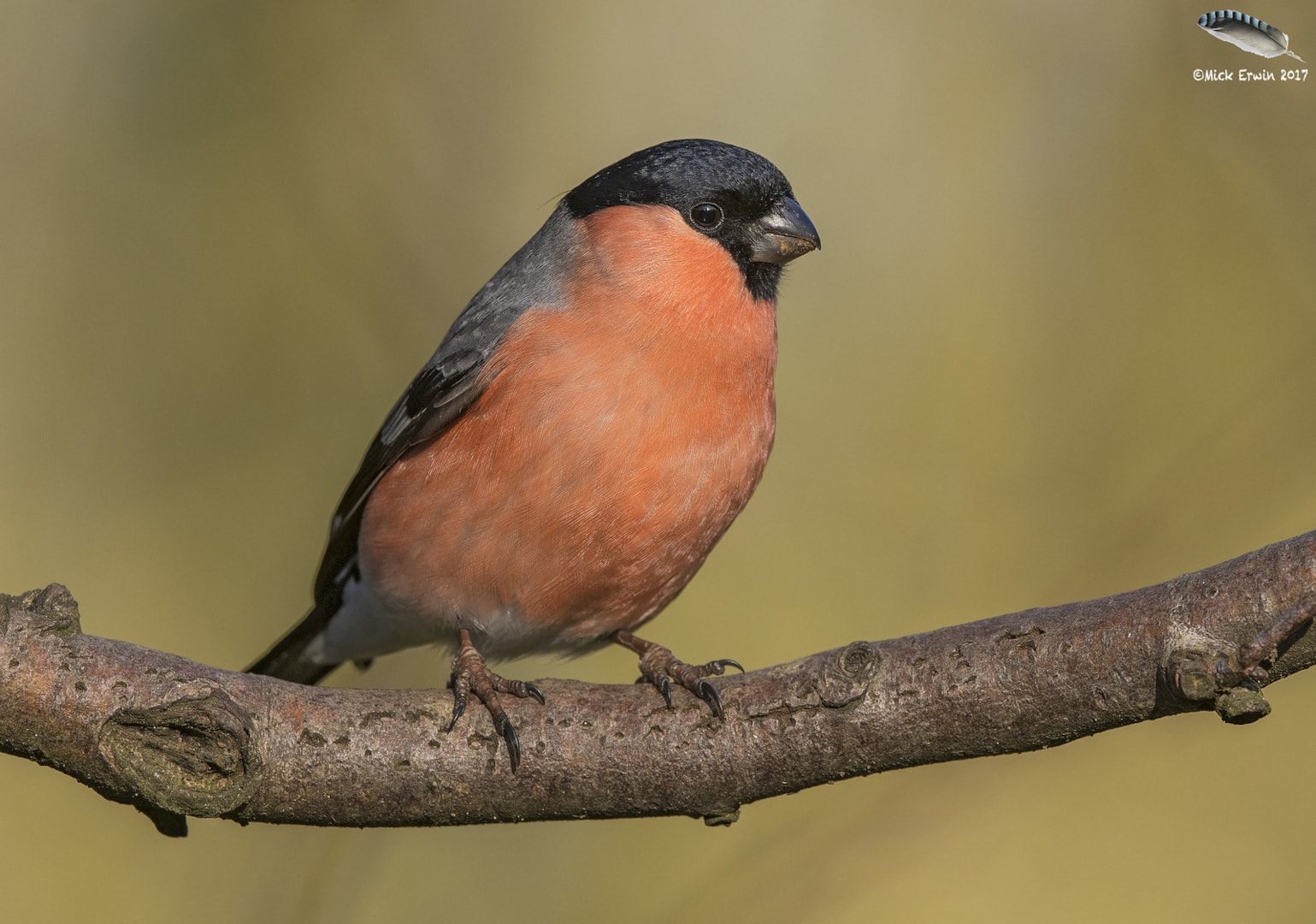Eurasian Bullfinch by Michael Erwin - BirdGuides