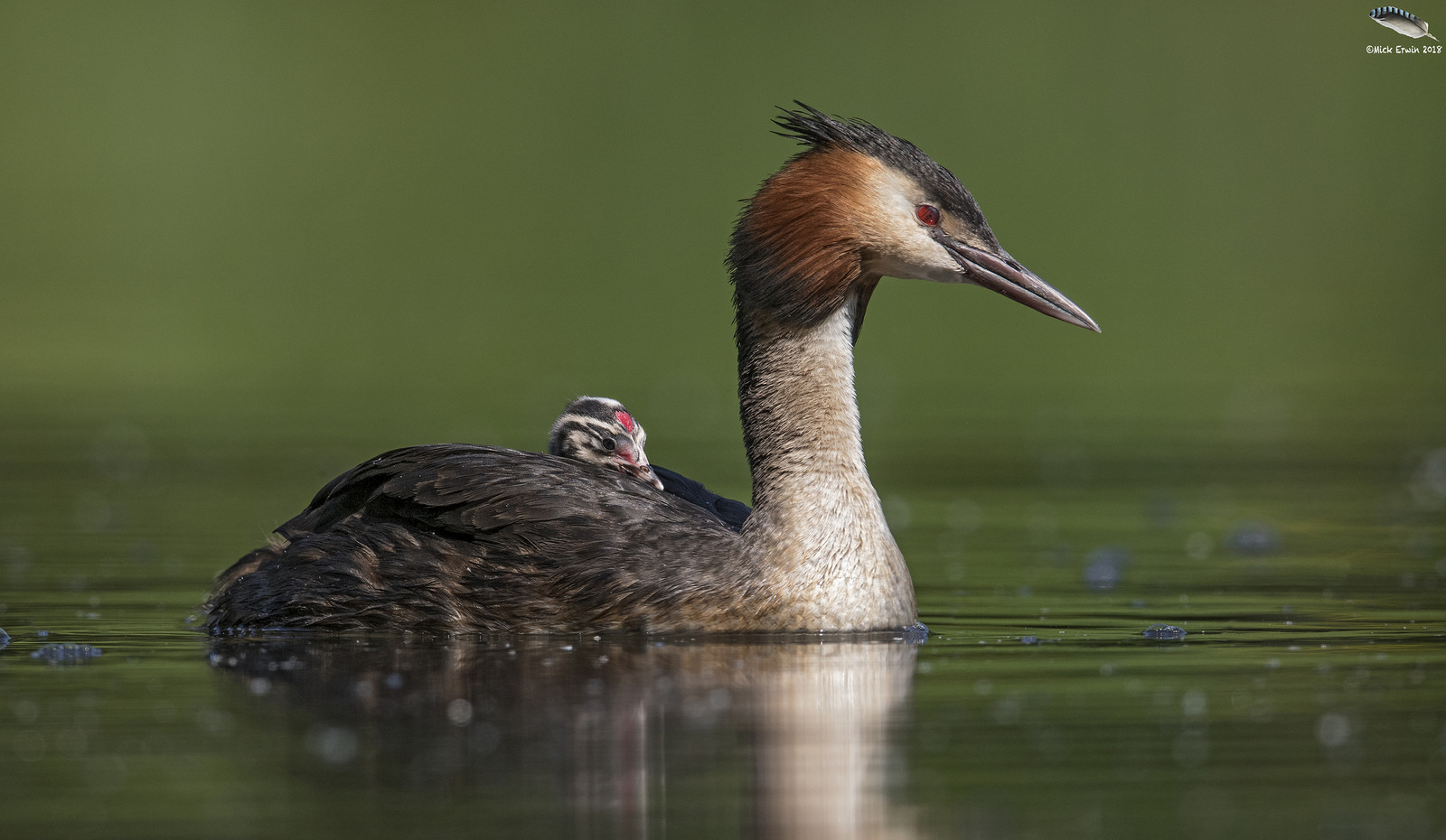 Details : Great Crested Grebe - BirdGuides