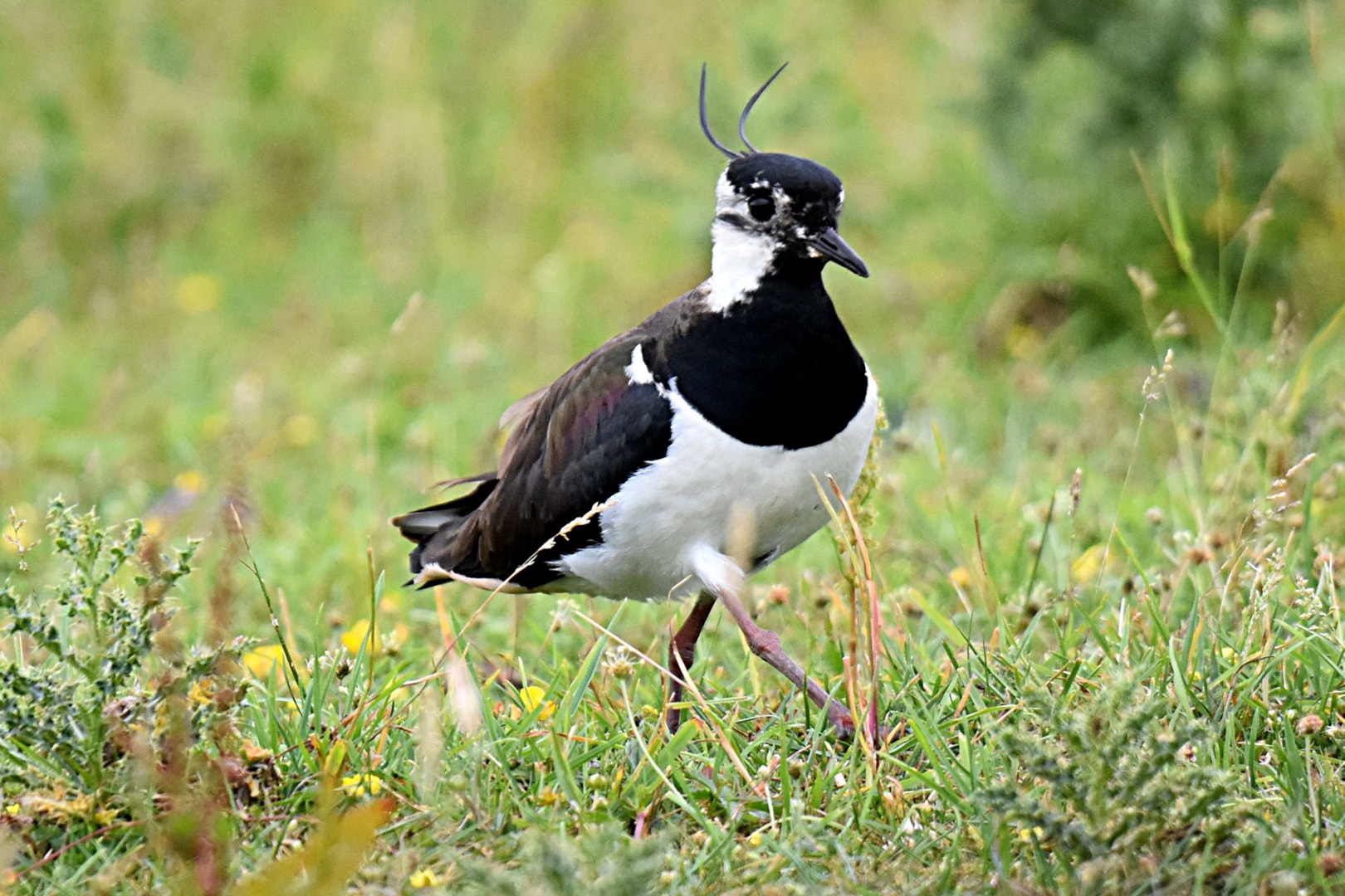 Northern Lapwing by Fausto Riccioni - BirdGuides
