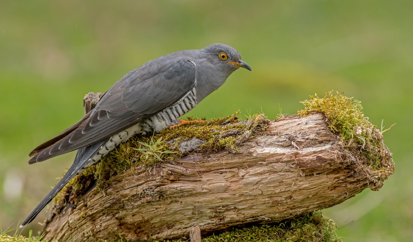 Common Cuckoo by Jeff Lack - BirdGuides