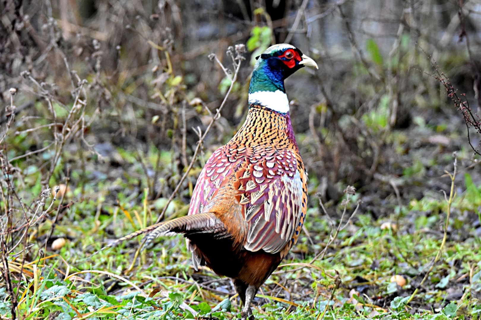 Common Pheasant by Fausto Riccioni - BirdGuides