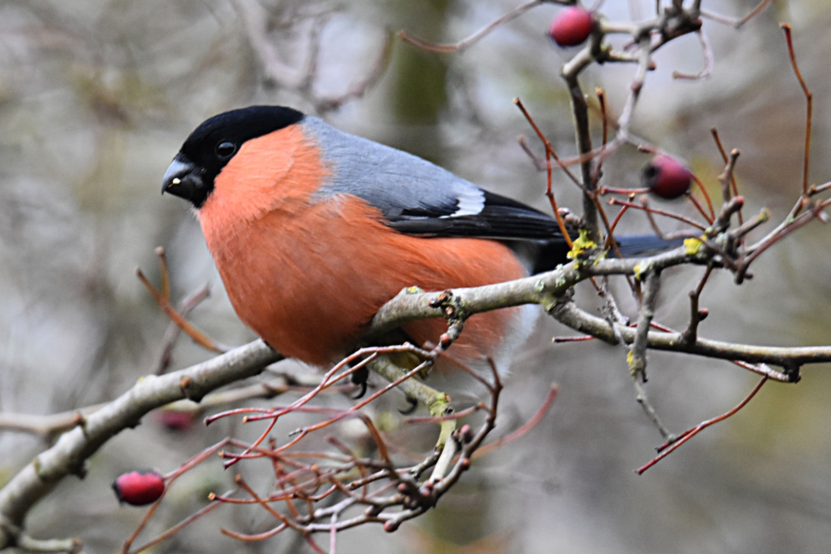 Northern Bullfinch by Fausto Riccioni - BirdGuides